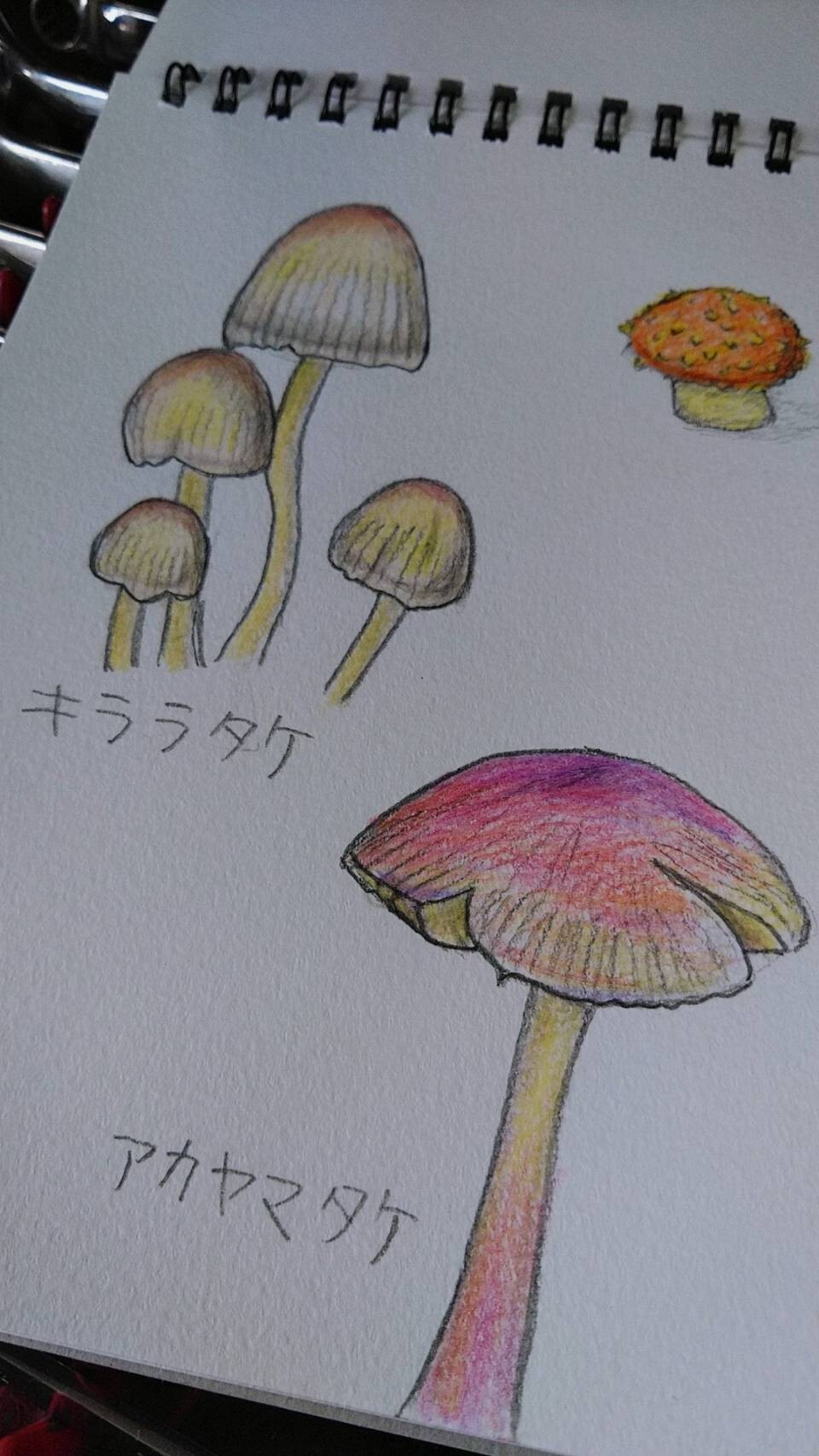 キノコって、ほんといろんな色があるんだ... / kazさんのモーメント | YAMAP / ヤマップ