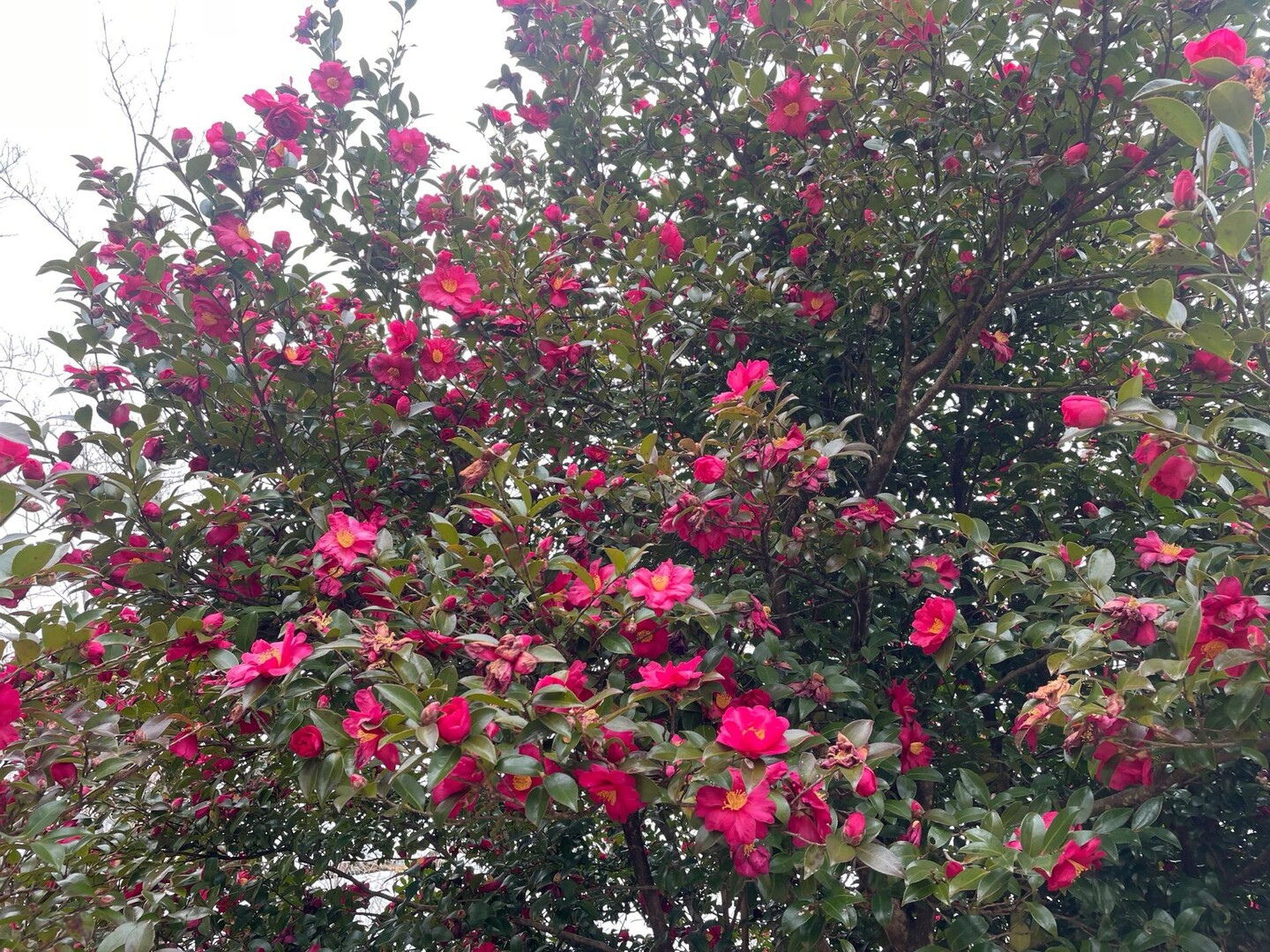 昨日、二上山へ行ってきました。 サザンカ... / とよみさんのモーメント | YAMAP / ヤマップ