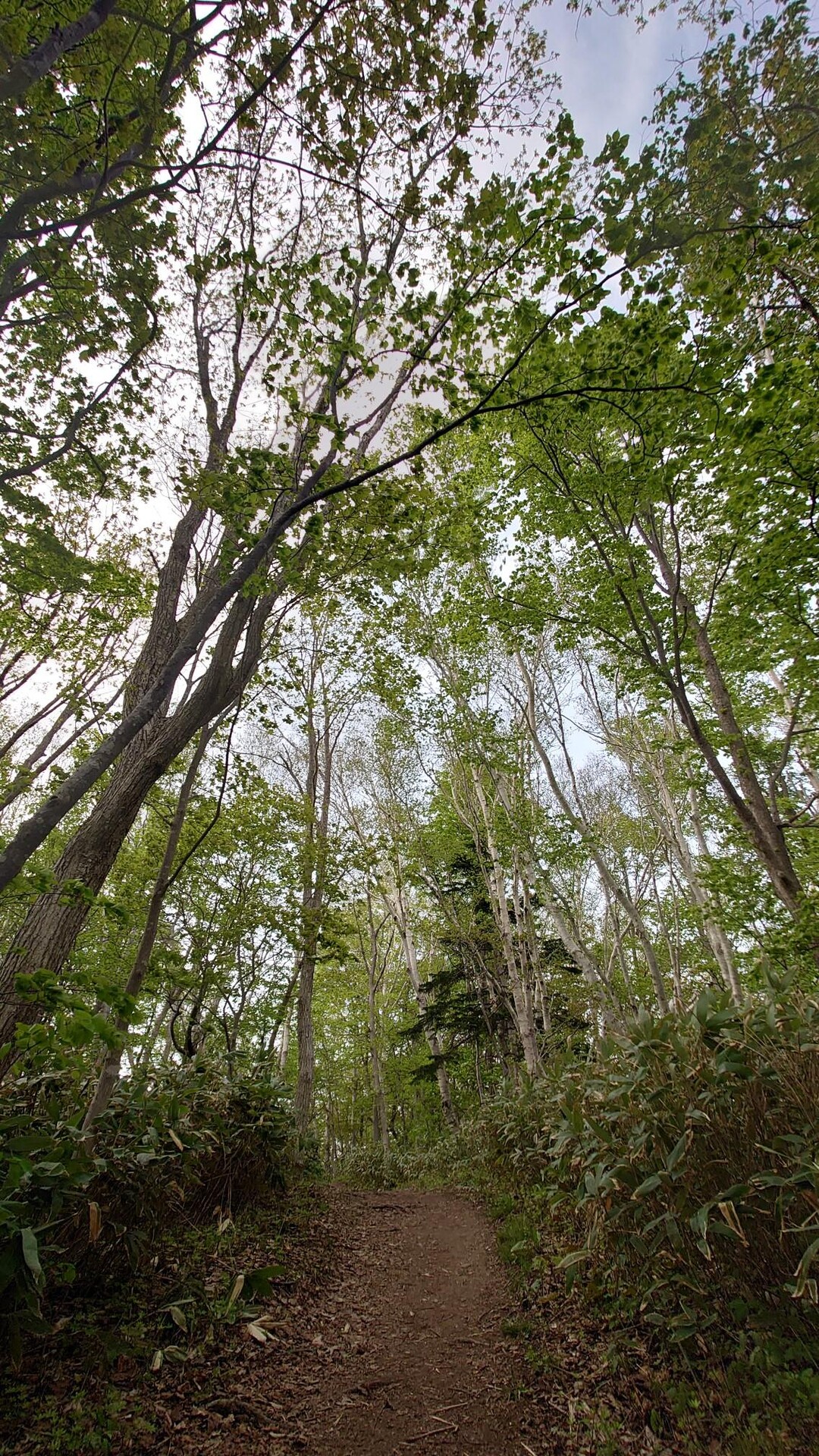山鼻山・藻岩山 / makyさんの藻岩山の活動データ | YAMAP / ヤマップ