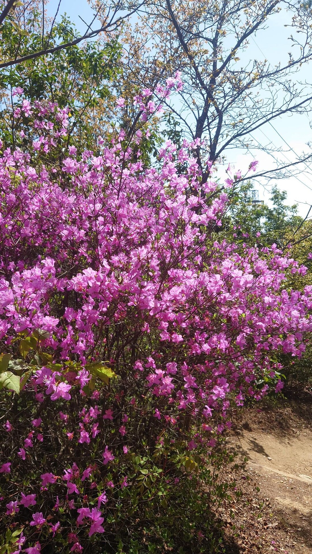 蔵王山 / hiromasaさんの蔵王山の活動データ | YAMAP / ヤマップ