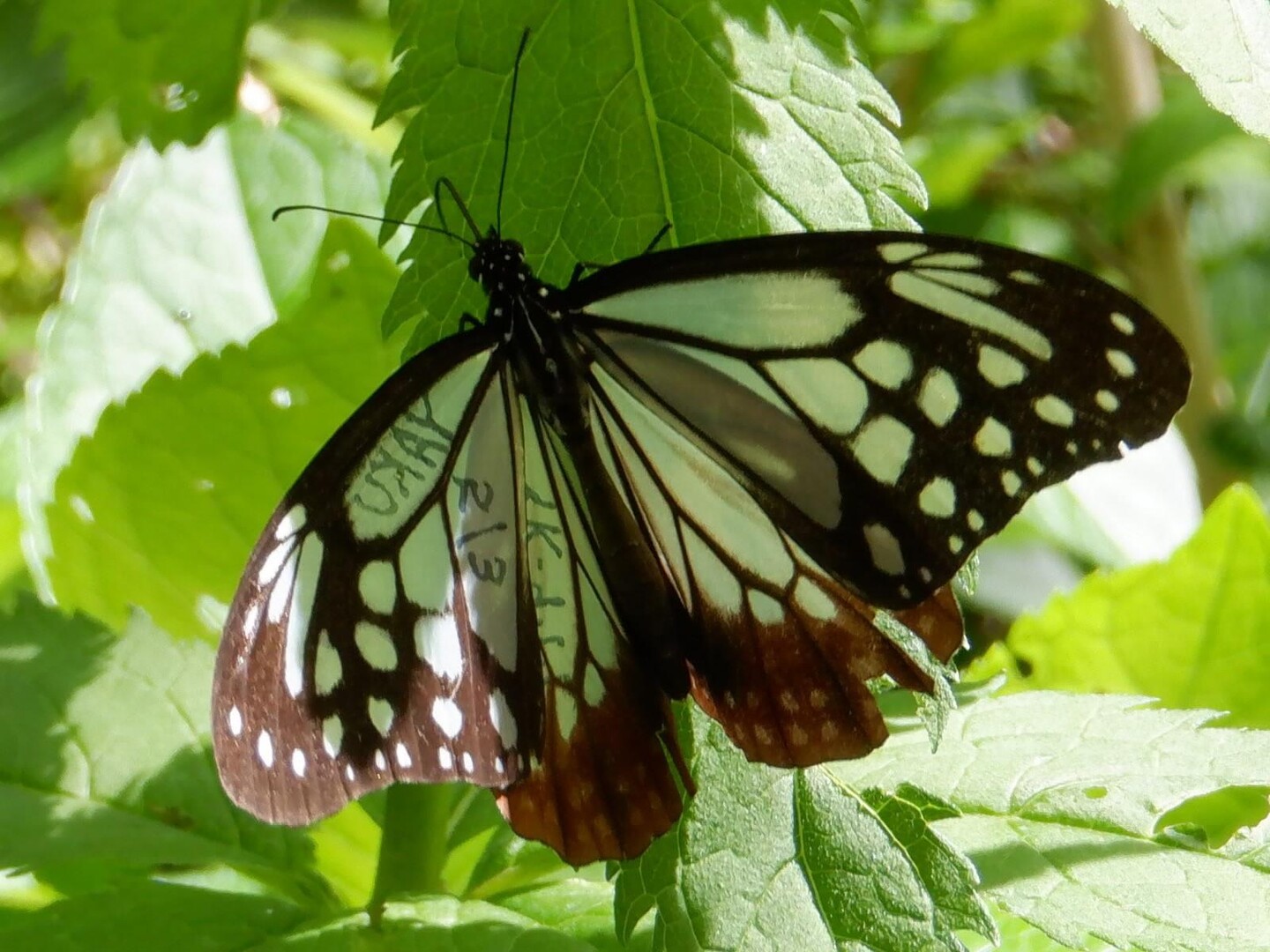 銀杏峰 小葉谷～名松 周回（2023-2） / Ichiさんの銀杏峰・部子山の活動データ | YAMAP / ヤマップ