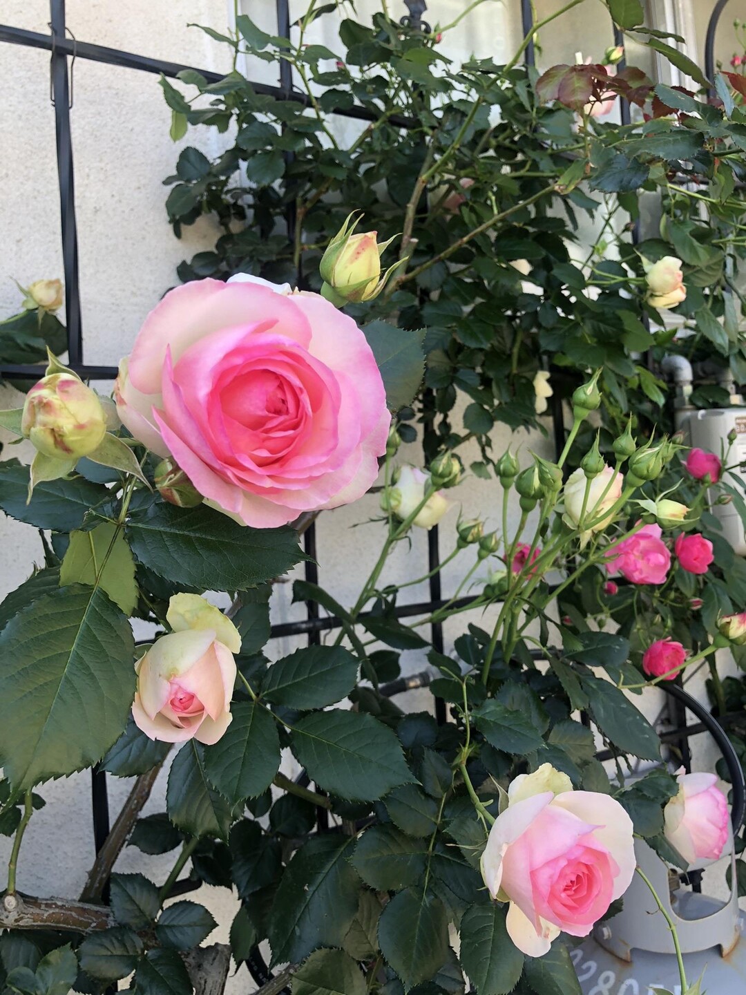 恒例GW 皆さんお楽しみGWいかがお過... / まりっぺガムさんのモーメント | YAMAP / ヤマップ