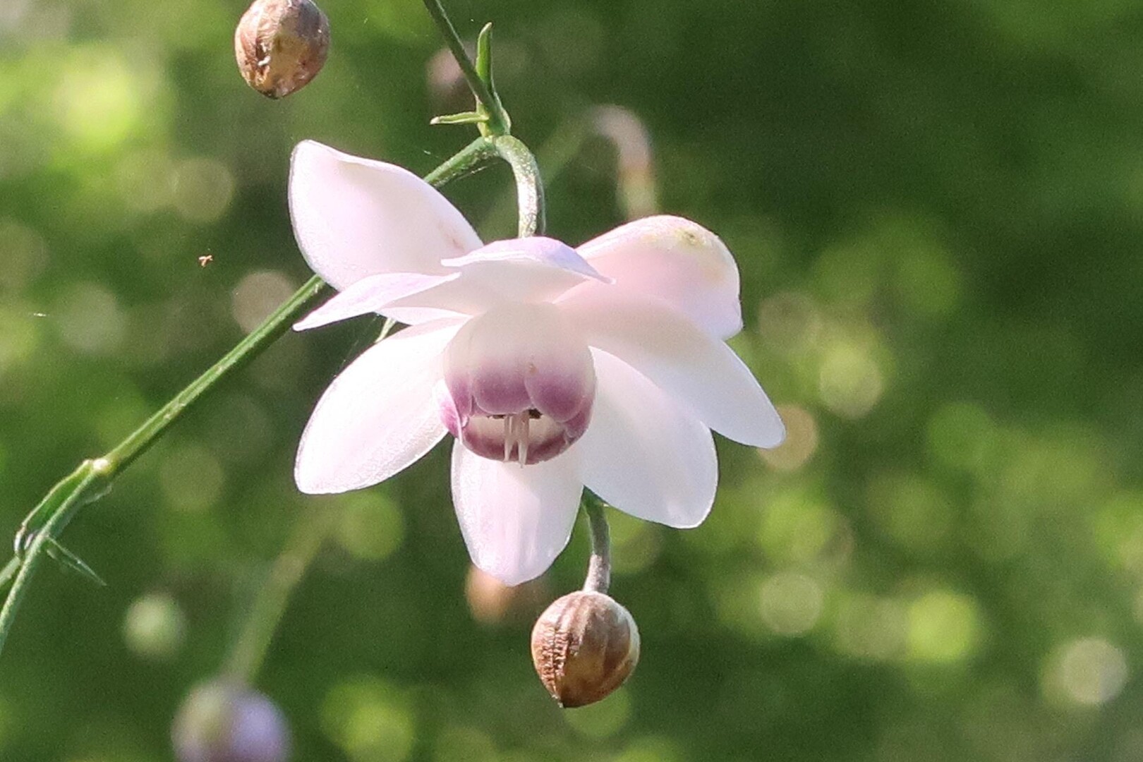 レンゲショウマ咲く御岳山とロックガーデン / heeさんの大岳山・御岳山・御前山の活動データ | YAMAP / ヤマップ