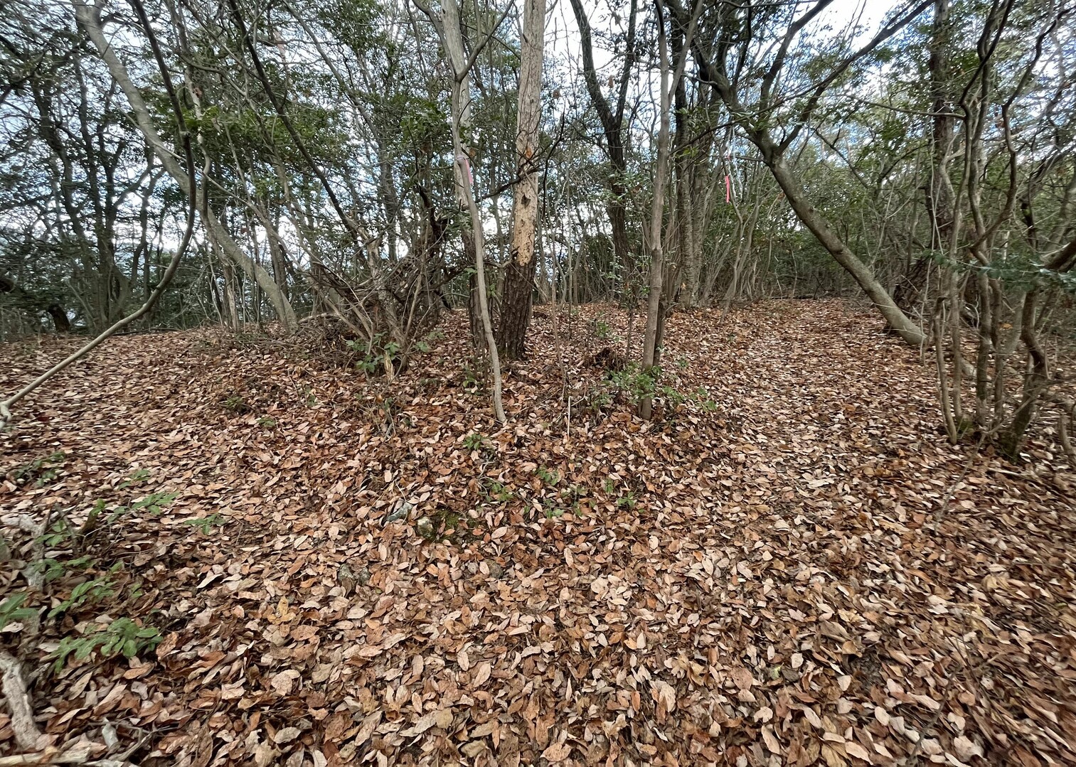 wtaxus わたくさすさんの投稿したフィールドメモ | YAMAP / ヤマップ