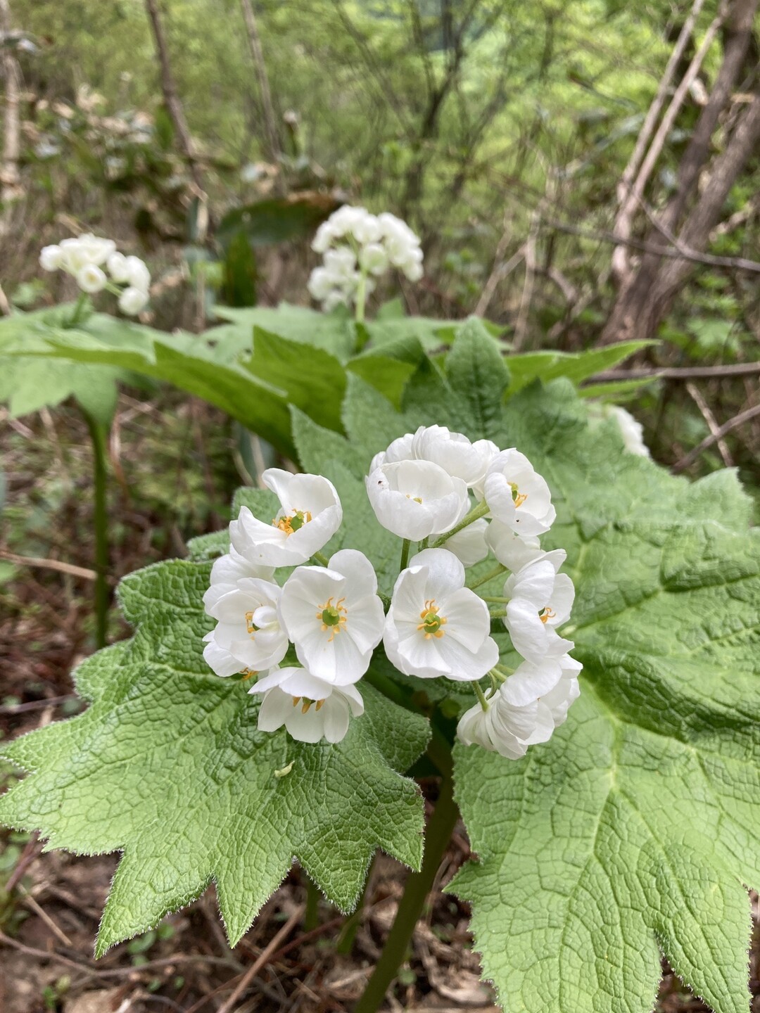 取立山•こつぶり山（周回） / mi_chicoさんの取立山の活動データ | YAMAP / ヤマップ