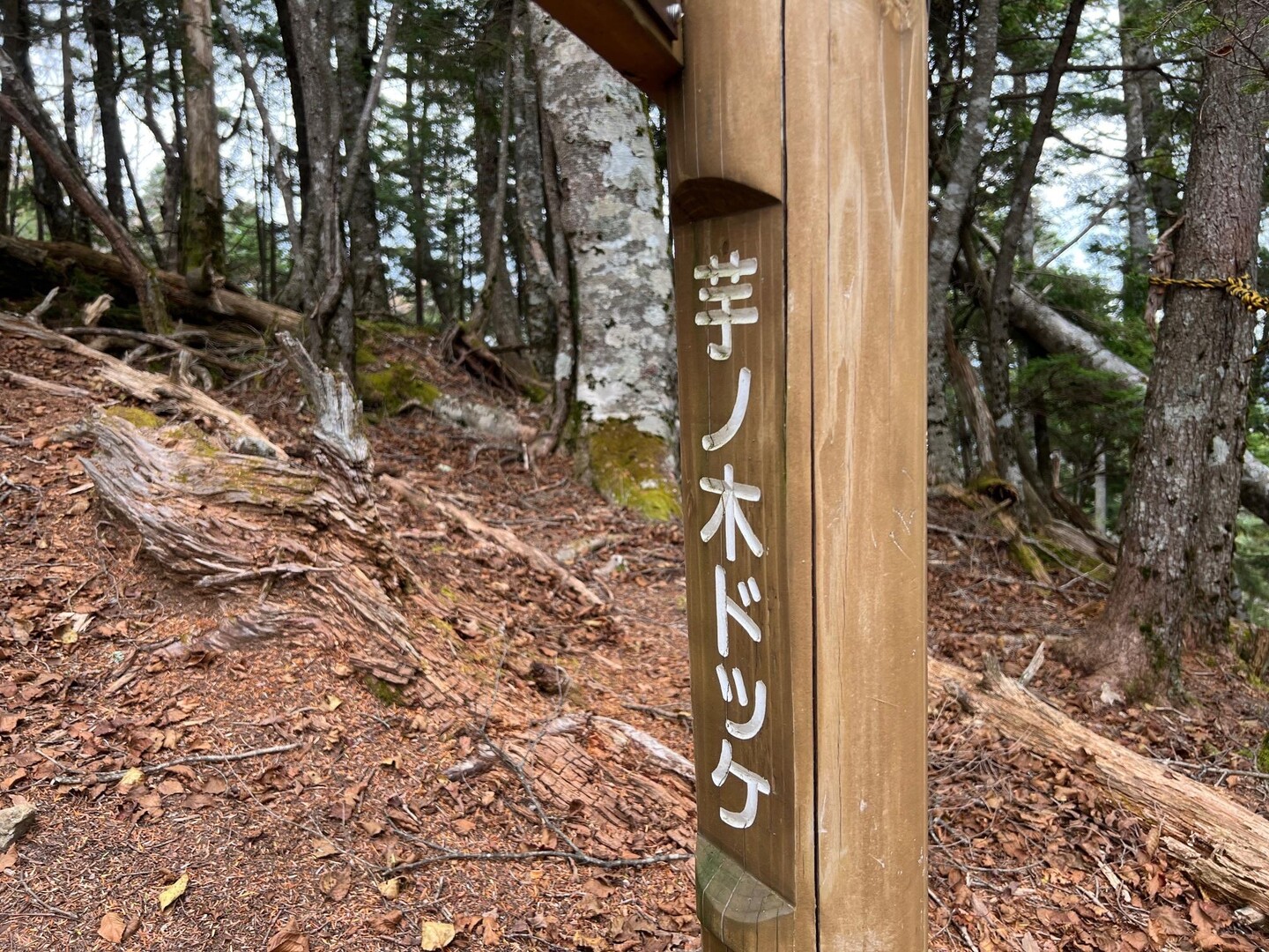 妙法ヶ岳・霧藻ヶ峰・前白岩山・白岩山・芋ノ木ドッケ / arukrさんの雲取山・鷹ノ巣山・七ツ石山の活動データ | YAMAP / ヤマップ