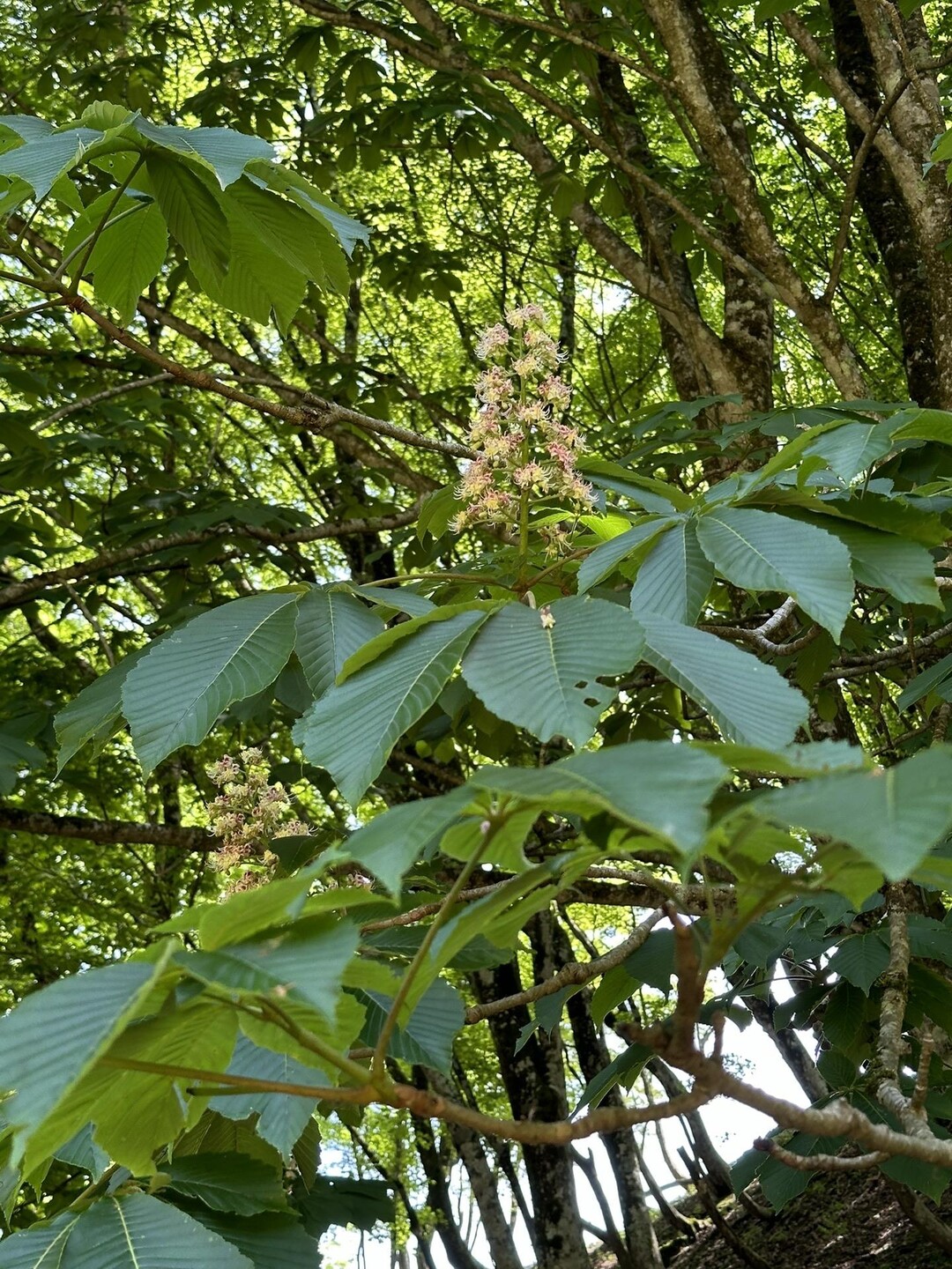 駒ヶ岳 / yumieさんの千石山の活動データ | YAMAP / ヤマップ