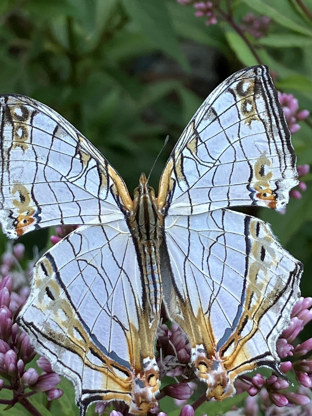 やっぱり異常気象だ！ ①〜④ イシガケ... / hiroちゃんさんのモーメント | YAMAP / ヤマップ