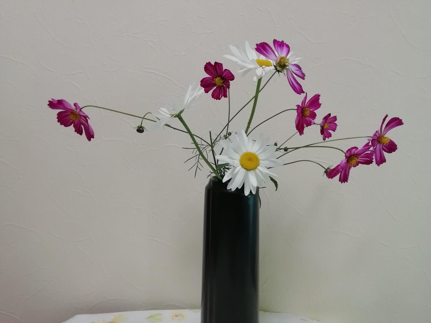 ディジーとコスモス☺️ / ストーリーズさんのモーメント | YAMAP / ヤマップ