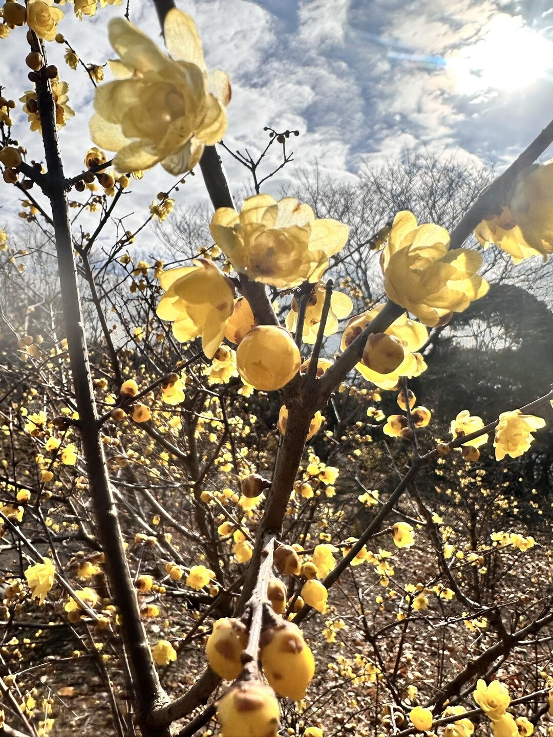 蝋梅(ロウバイ)を見て癒された〜！ / uruさんのウォーキングの活動データ | YAMAP / ヤマップ