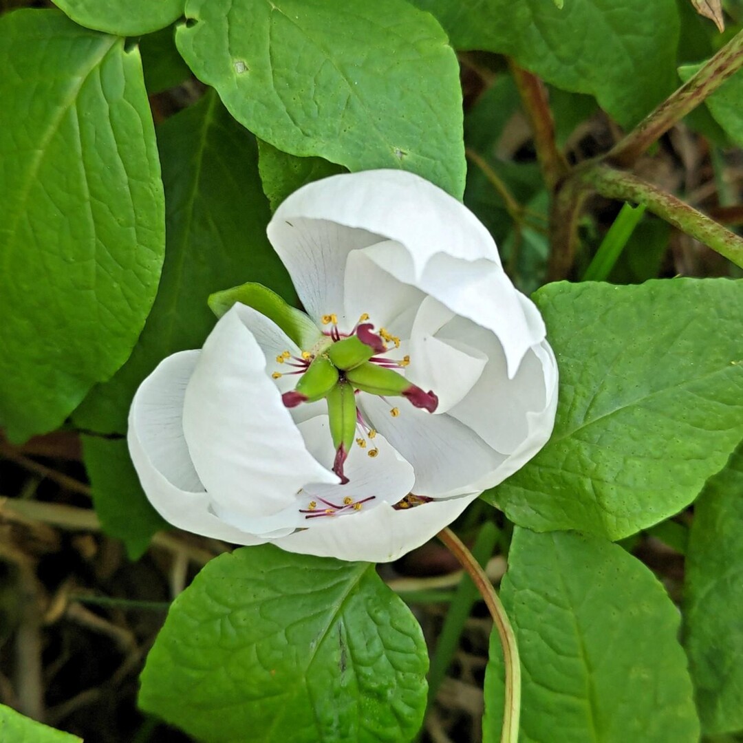 高尾山。 昨日、フォロワーさんに教えて... / koroponさんのモーメント | YAMAP / ヤマップ