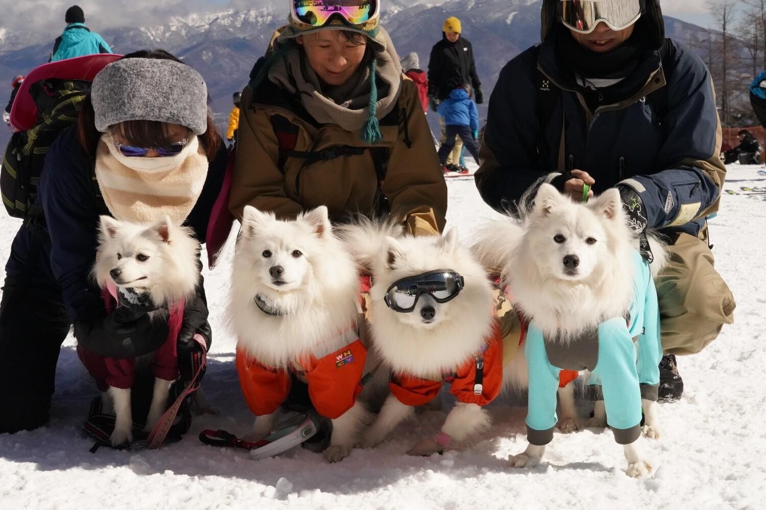 スピマジ爆発1年越しの入笠山 / issa.さんの入笠山の活動データ | YAMAP / ヤマップ