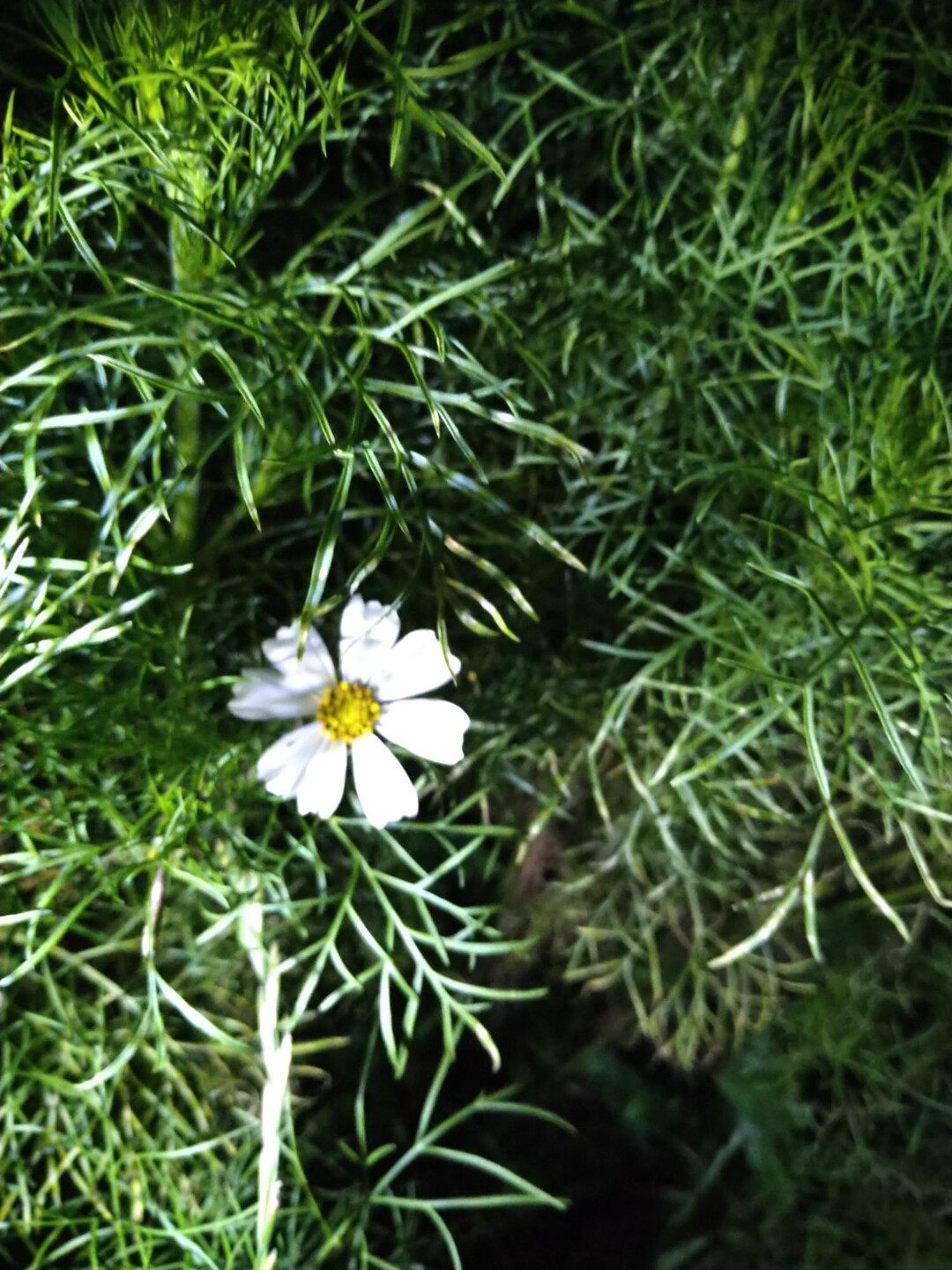 🌃ホタル / ogapさんの宝篋山・富岡山の活動データ | YAMAP / ヤマップ