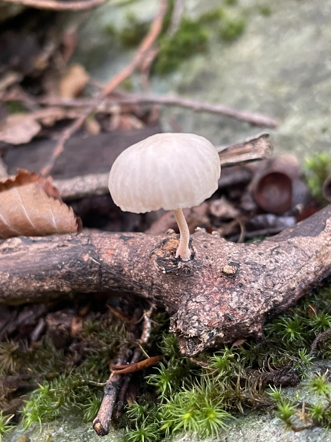 2022.08.14(日) 09:18 / ネイネイさんのモーメント | YAMAP / ヤマップ