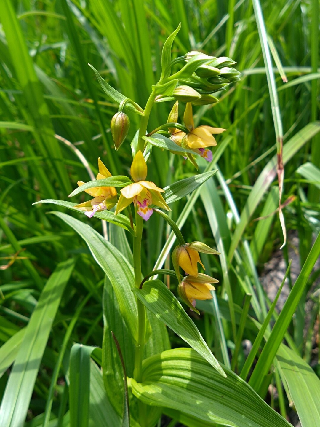 網引湿原 / kinu235（きぬ）さんの加西アルプス・笠松山・善防山の活動データ | YAMAP / ヤマップ