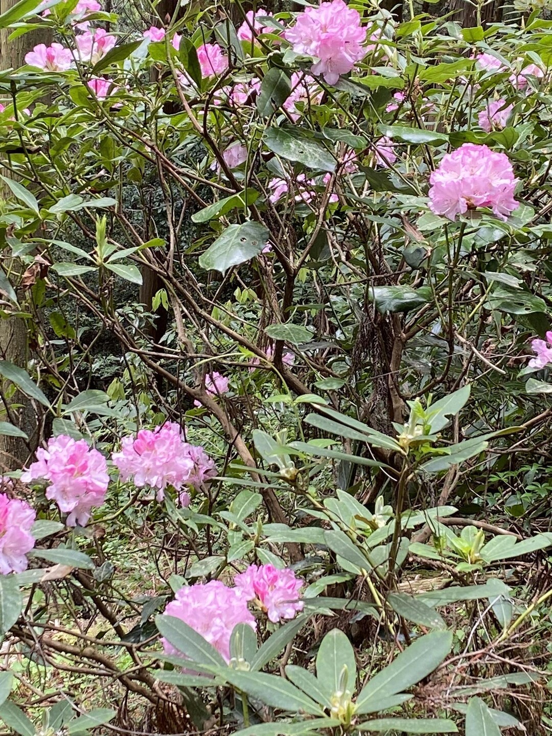 GWのお茶 / ichi-rokuさんの粟ヶ岳の活動データ | YAMAP / ヤマップ