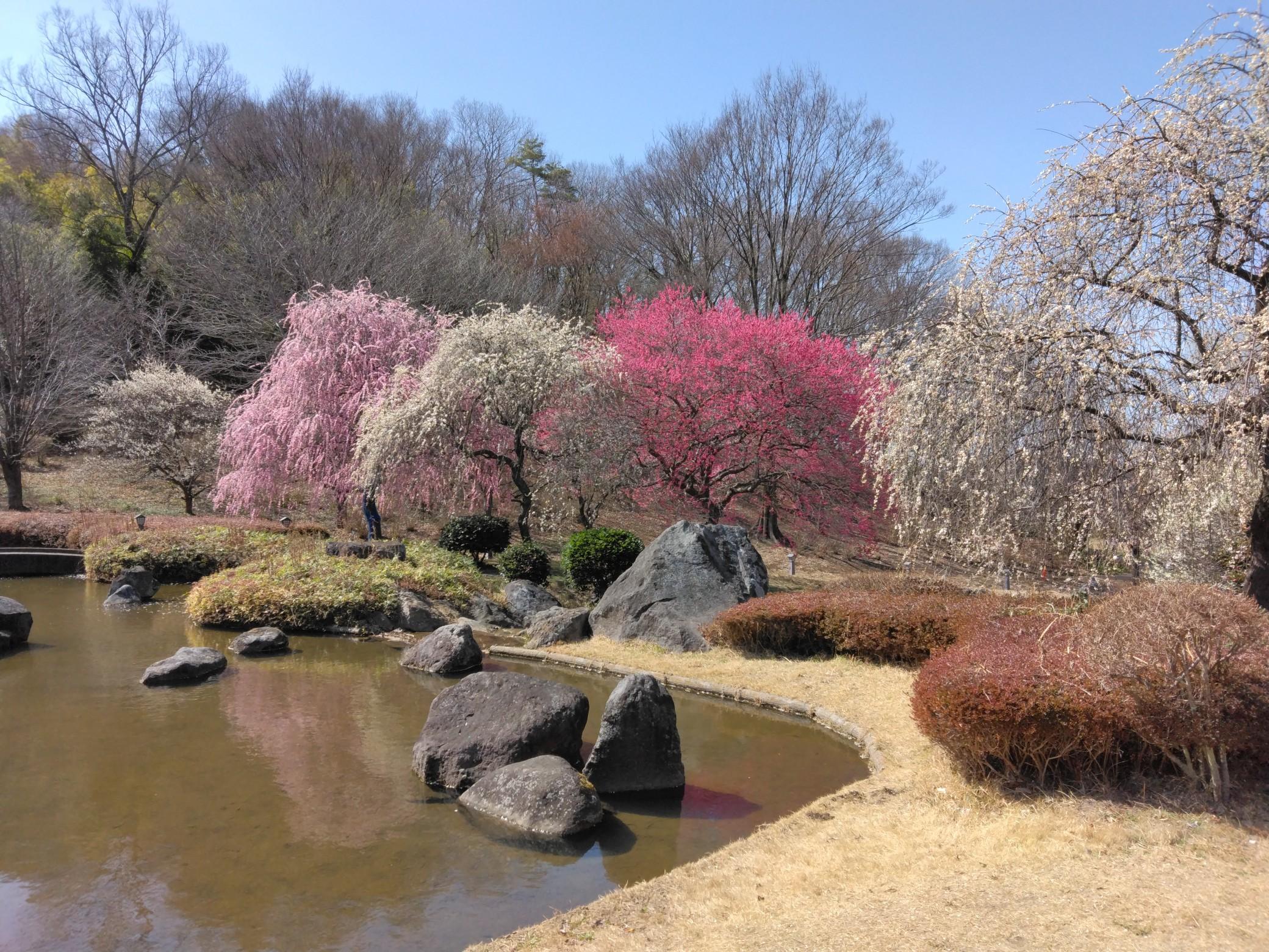 みかも山ウォーキング-2025-03-14 / tom-maniさんのウォーキングの活動データ | YAMAP / ヤマップ