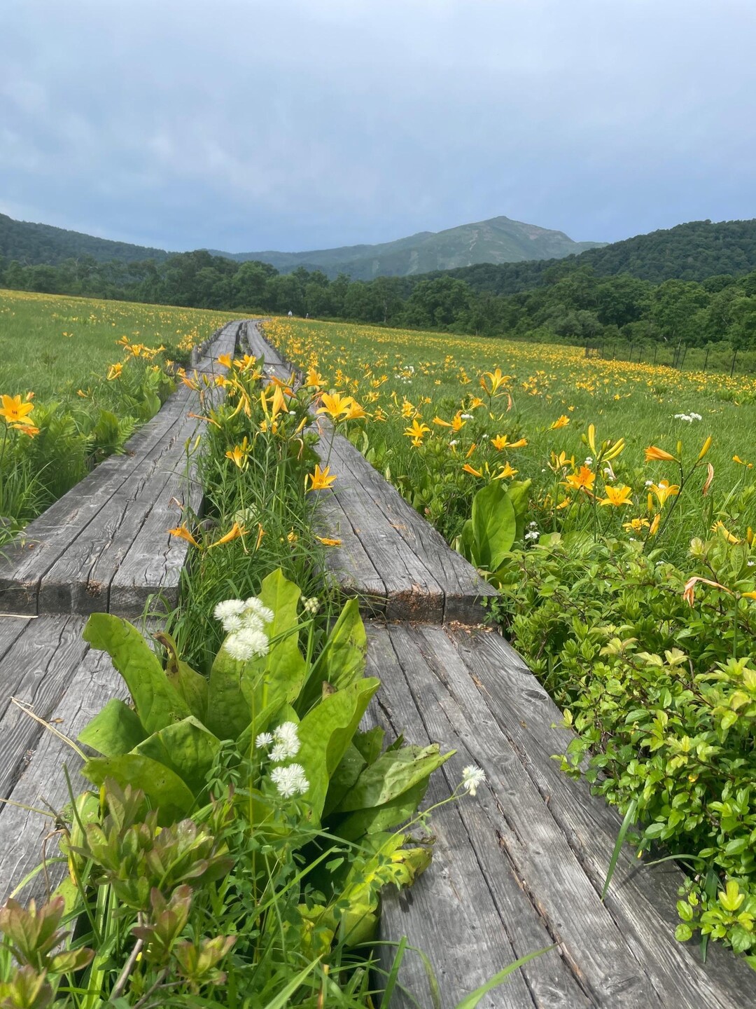 2024 ゆったりと尾瀬ハイク / ゆきこさんの尾瀬・燧ヶ岳の活動日記 | YAMAP / ヤマップ