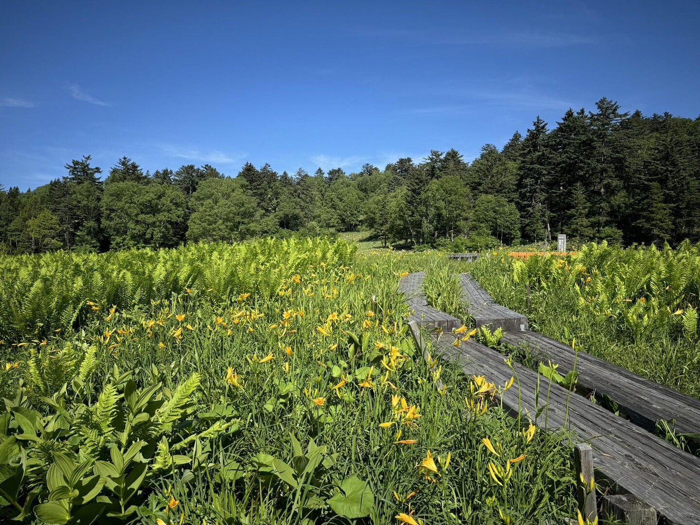 尾瀬・燧ヶ岳-2024-07-05 / HIKOさんの尾瀬・燧ヶ岳の活動データ | YAMAP / ヤマップ