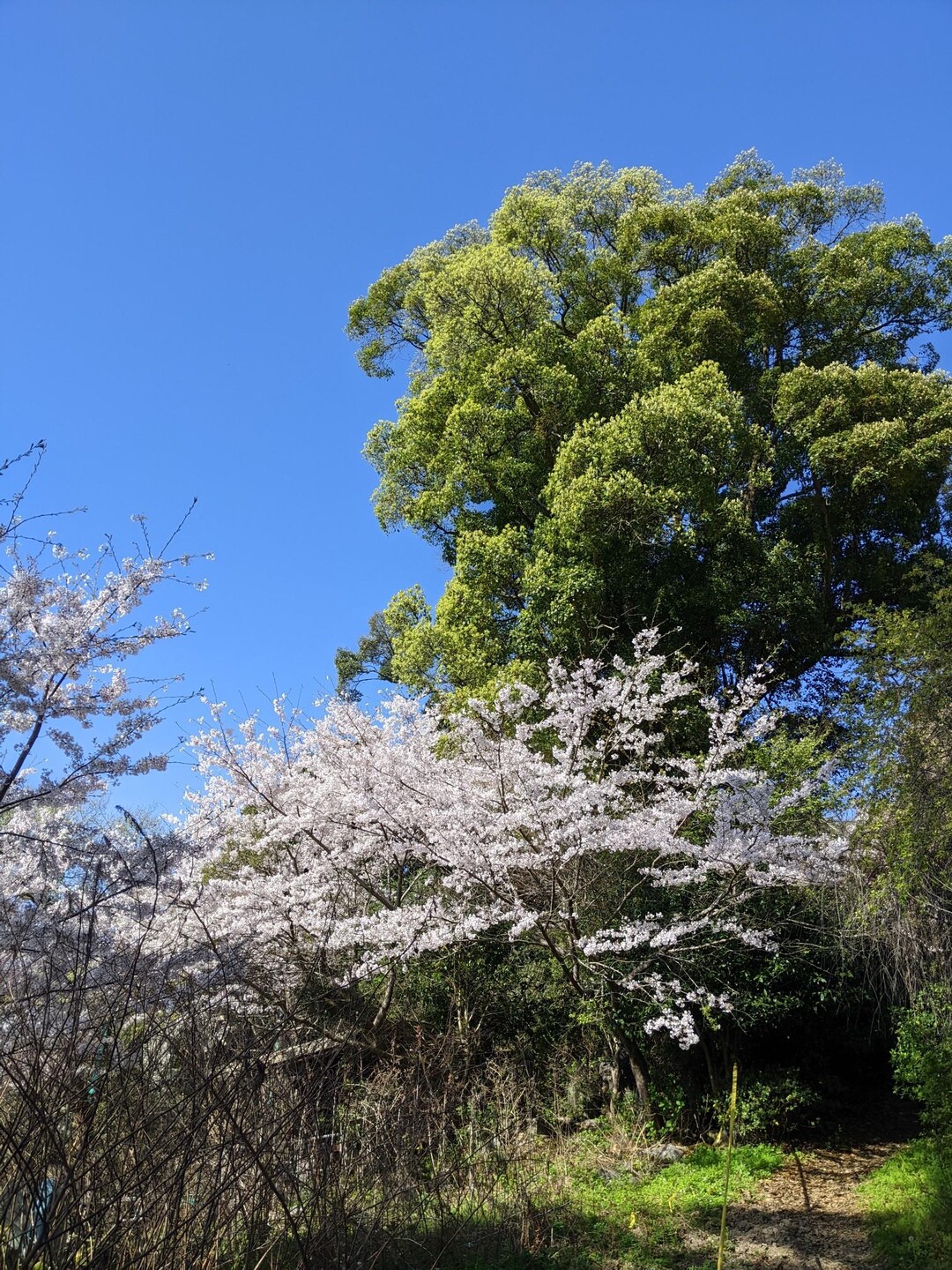 尉ヶ峰 / AWA-MANさんの富幕山・尉ヶ峰・竜ヶ石山の活動データ | YAMAP / ヤマップ