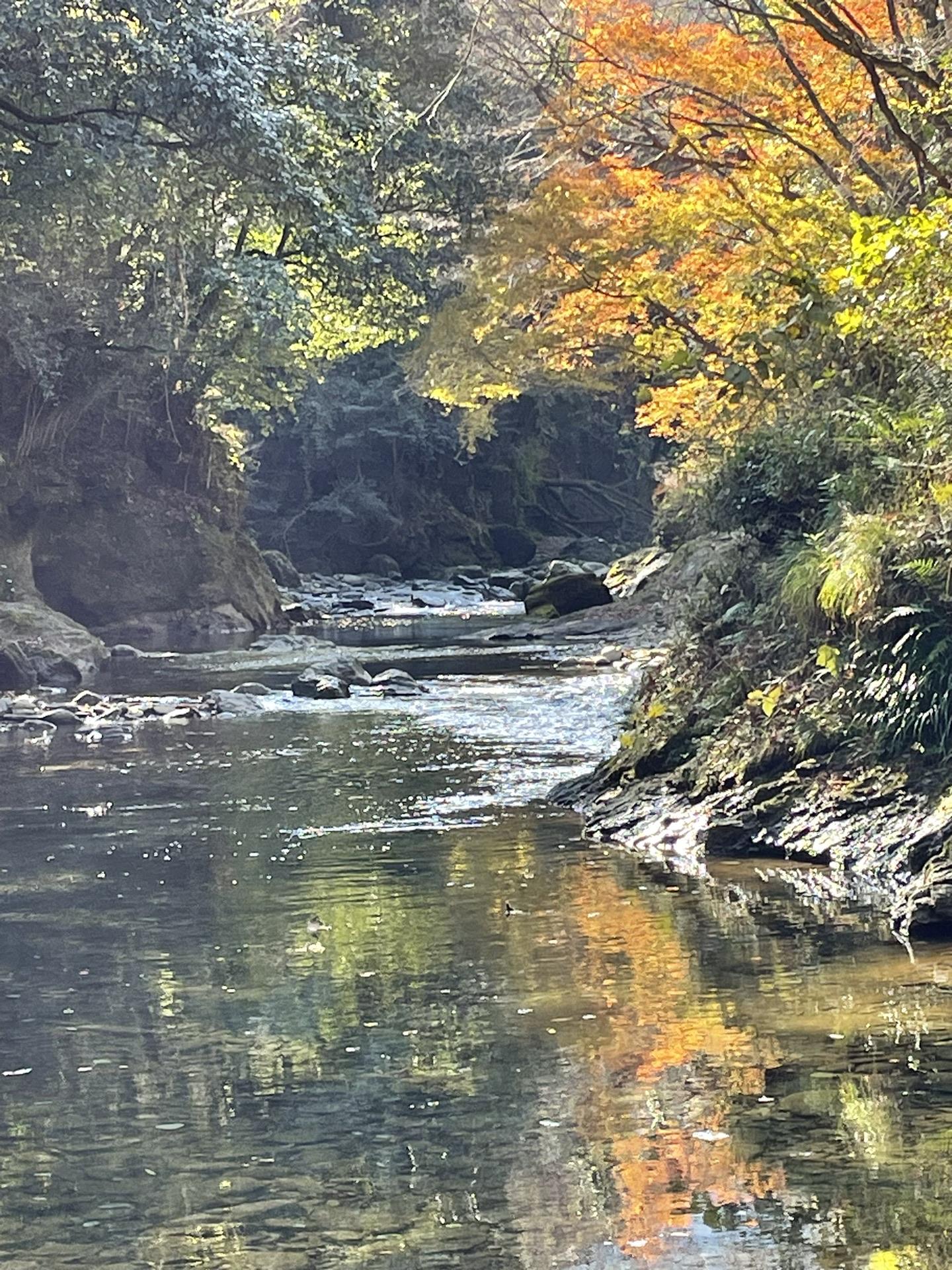 🍁 🍁 🍁 「 霧の森 」へ / Rei.hさんのウォーキングの活動データ | YAMAP / ヤマップ