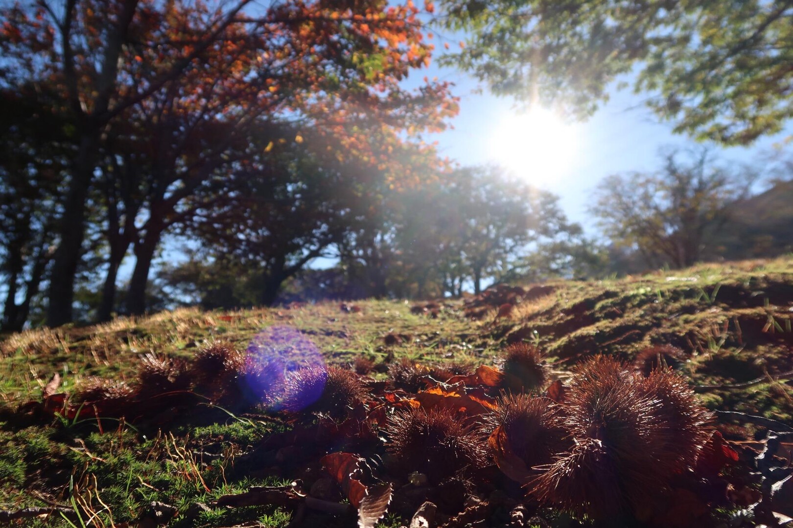 藤原岳 / Jonathanさんの藤原岳・御池岳の活動日記 | YAMAP / ヤマップ