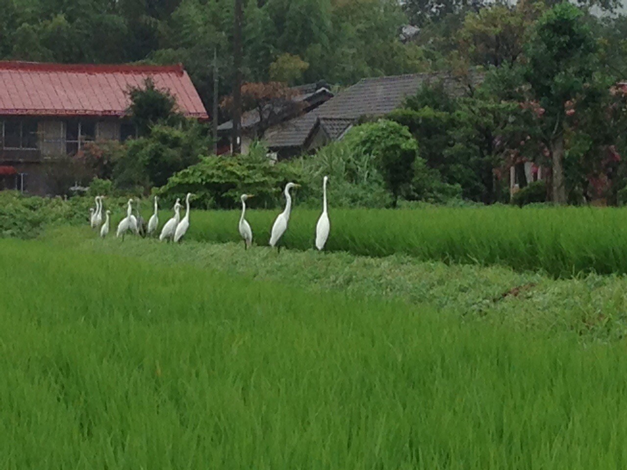 青々とした田圃に白いボディが映えてました... / kintaさんのモーメント | YAMAP / ヤマップ