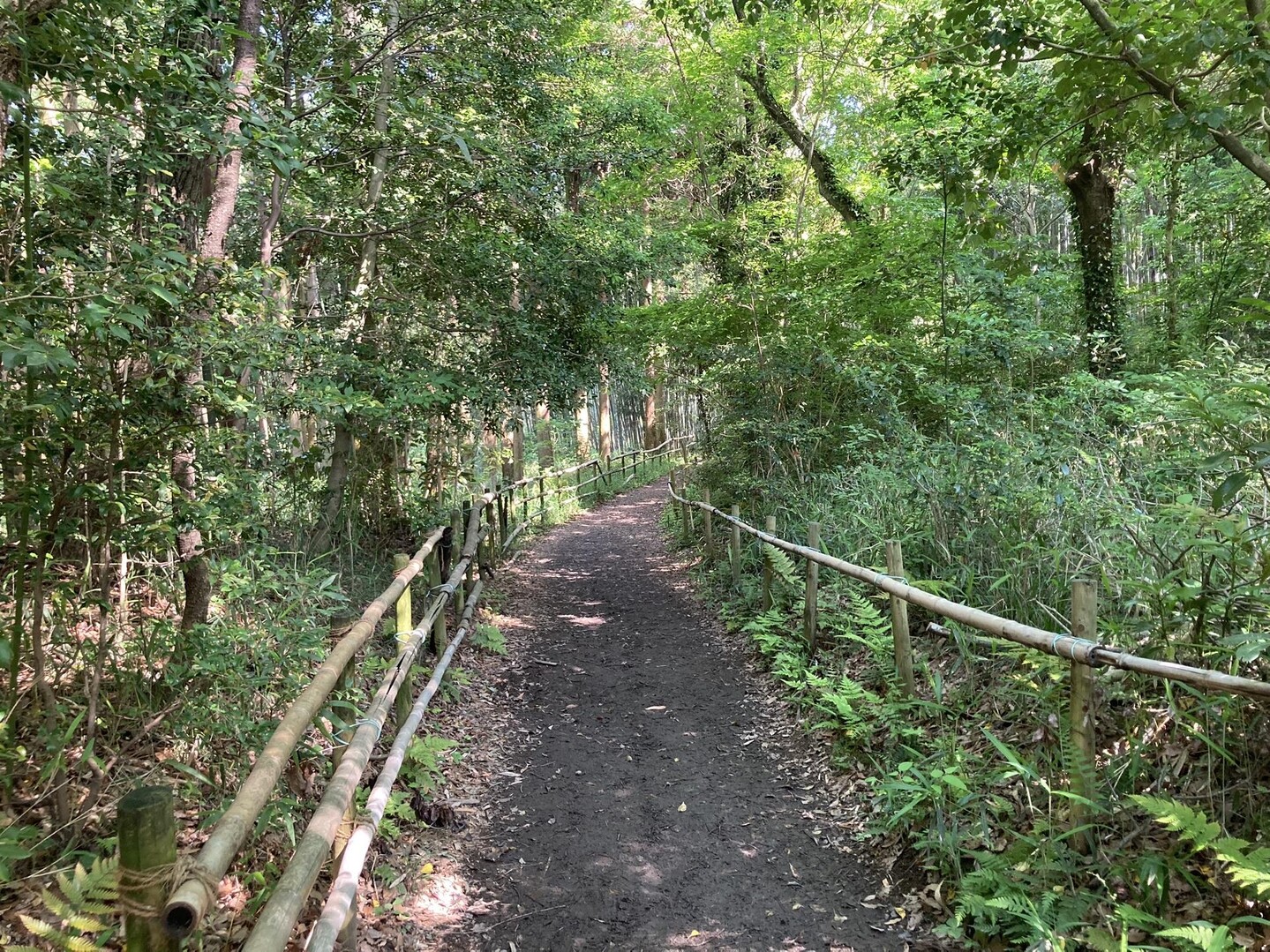 親鸞山・ロバの背山・根岳 / tom 〜還暦低山ハイカー〜さんの根岳・親鸞山の活動データ | YAMAP / ヤマップ