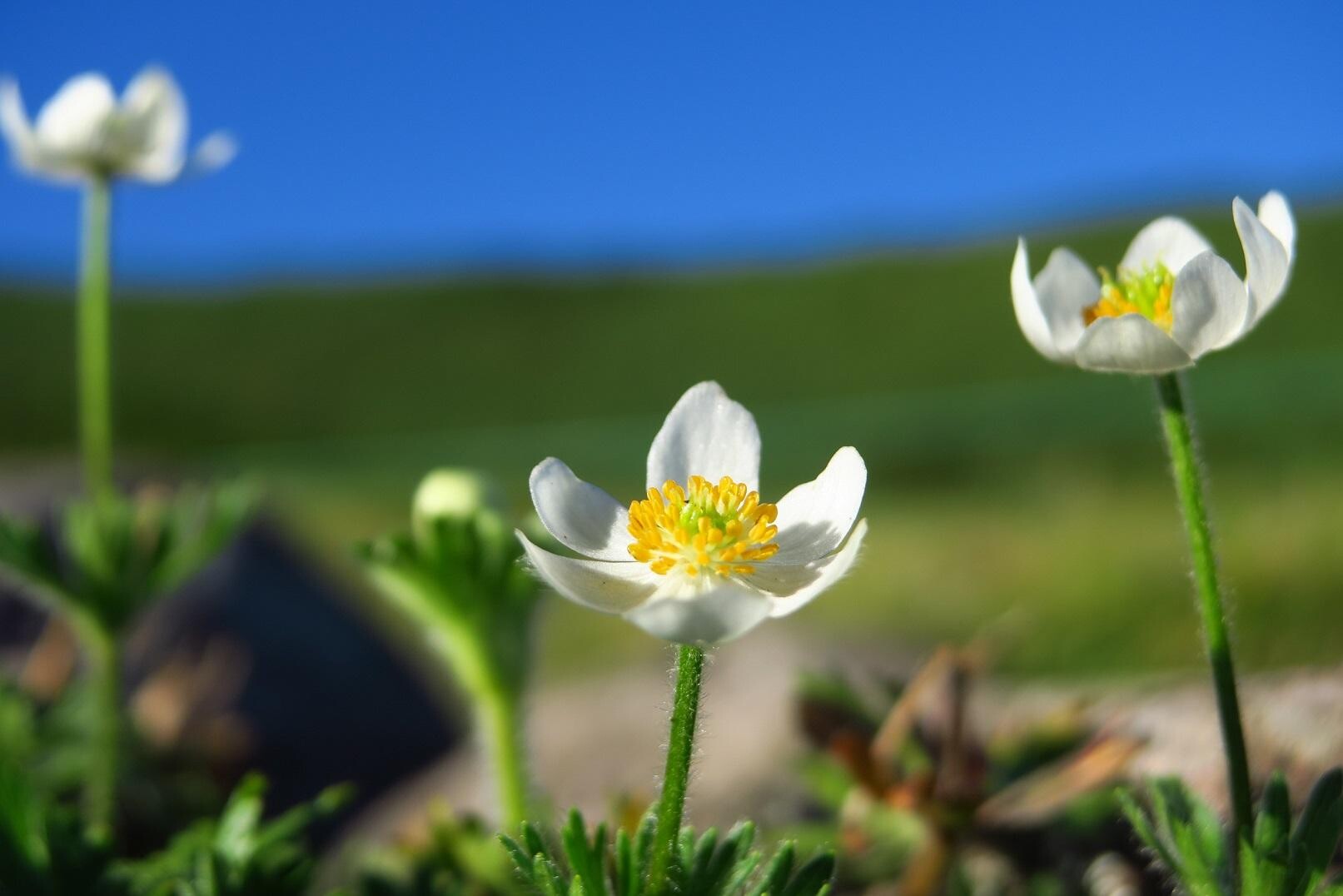 🌼月山🌼 🐝～💦(筑波山) / 🍀moomin🍀さんの羽山・羽黒山・月山の活動データ | YAMAP / ヤマップ