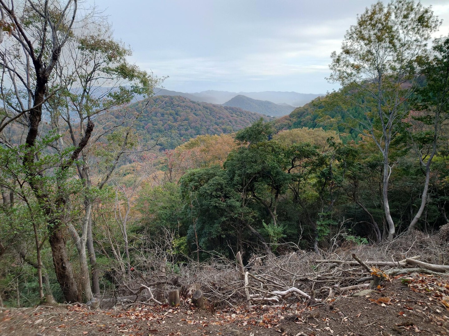 城山 / RY-ZEROさんの京見山・檀特山・朝日山の活動データ | YAMAP / ヤマップ