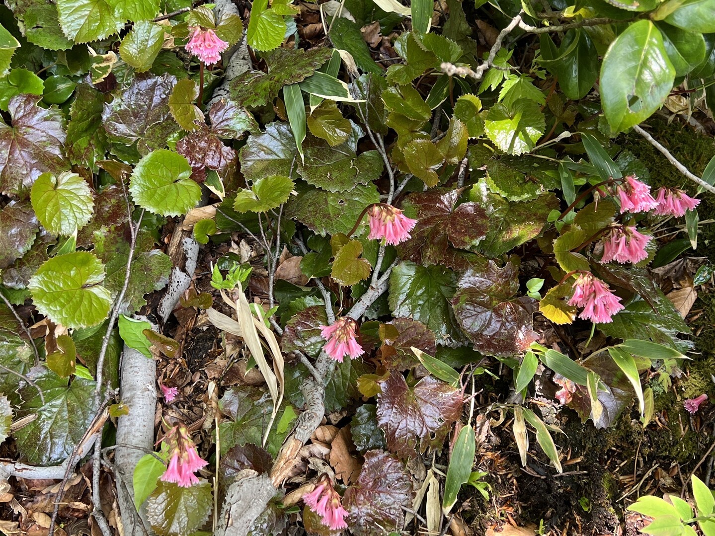 越知山 オオイワカガミ間に合った🌸。 / くまのぷーさんさんのモーメント | YAMAP / ヤマップ