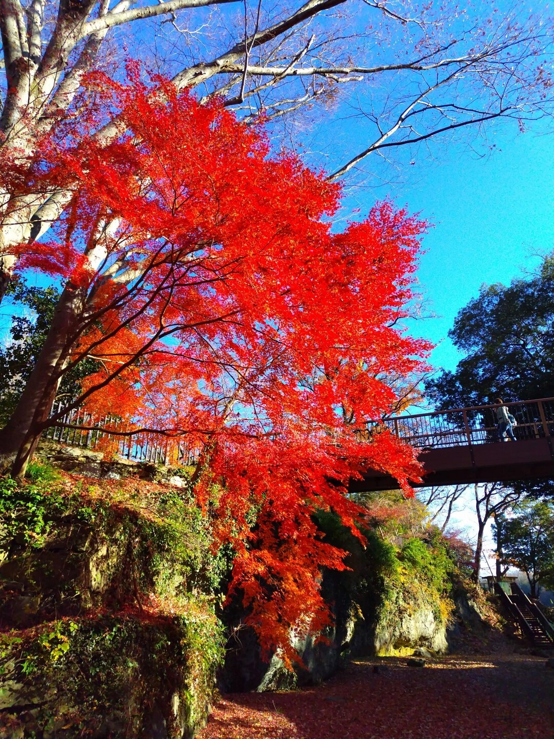 玉淀河原から五百羅漢を巡るハイキング / kabekkeさんの宝登山・長瀞アルプス・不動山・陣見山・鐘撞堂山の活動データ | YAMAP / ヤマップ
