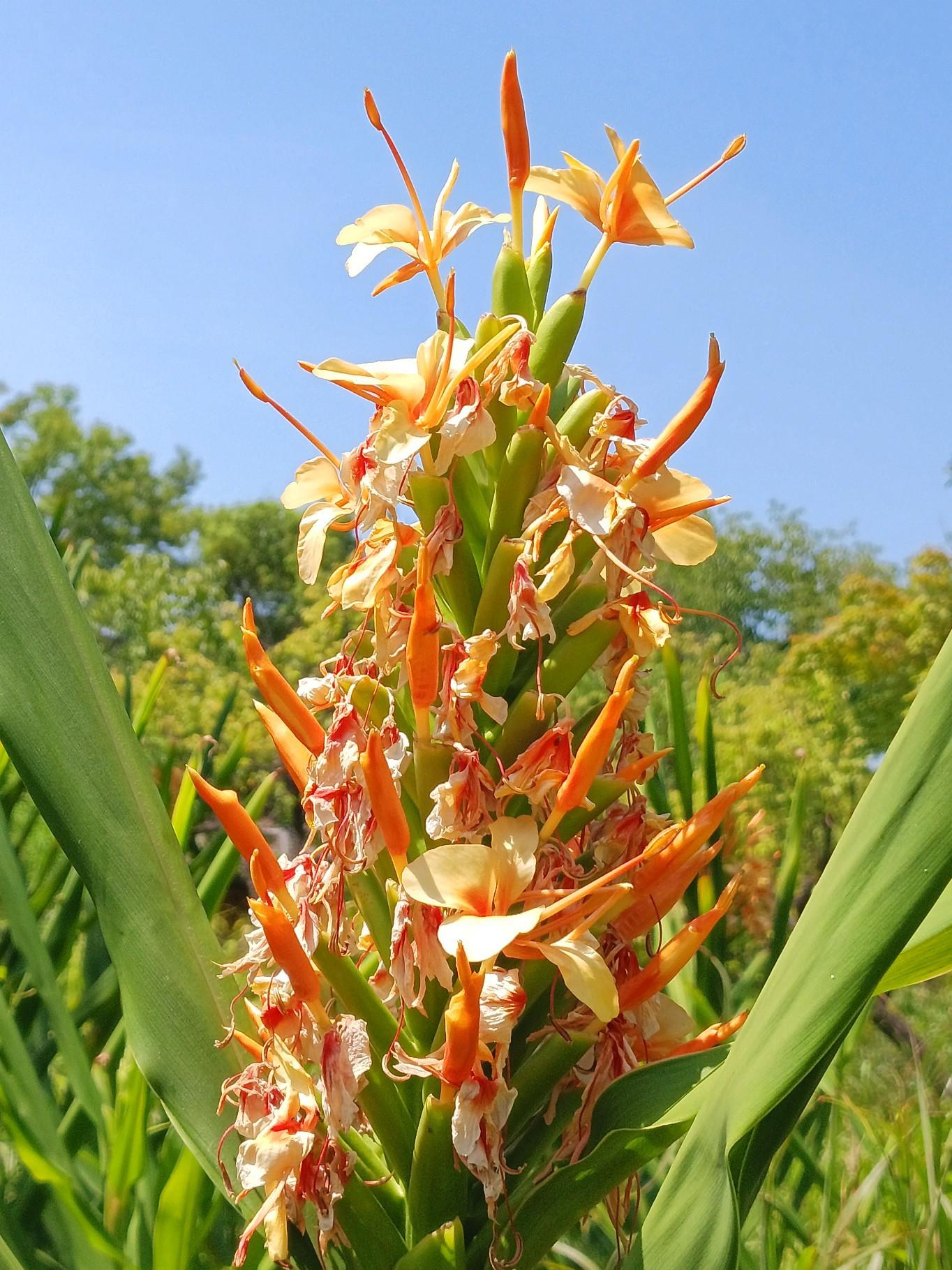 ニクイロシュクシャ(肉色縮砂)💠 花言... / hiroさんのモーメント | YAMAP / ヤマップ