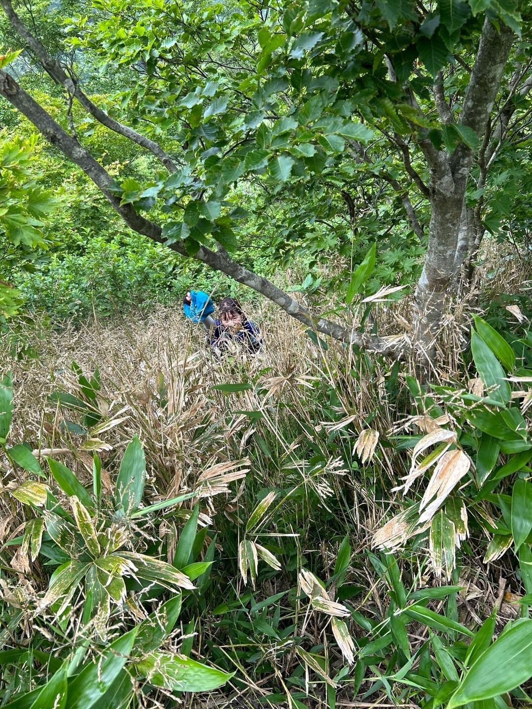 BG緊急要請🆘蒜山縦走〽️ / kaorinさんの蒜山の活動データ | YAMAP / ヤマップ