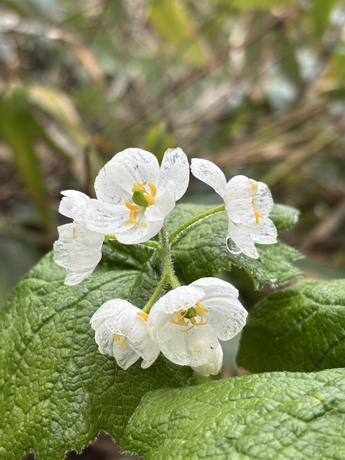 9ヶ月ぶりの登山😅擬宝珠山・象山(笹ヶ峰) / nekoさんの烏ヶ山・象山（笹ヶ峰）の活動データ | YAMAP / ヤマップ