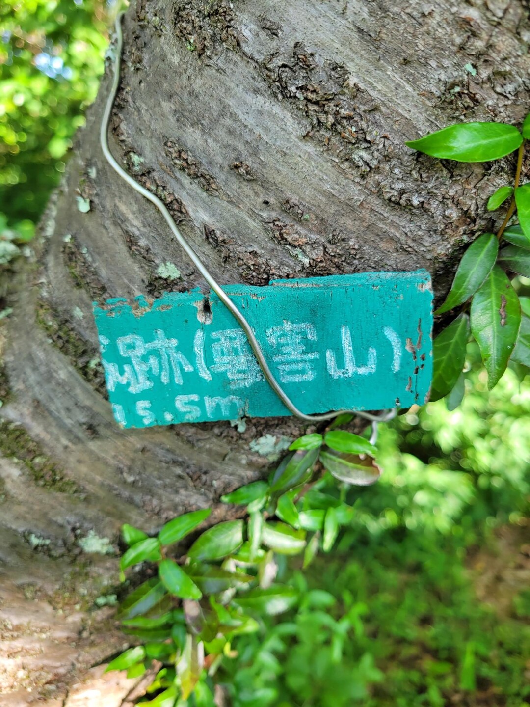 要害山・茨城100山⛰️ お代わり登山の巻💠 / Toshiakiさんの国見山・黒磯バッケの活動データ | YAMAP / ヤマップ