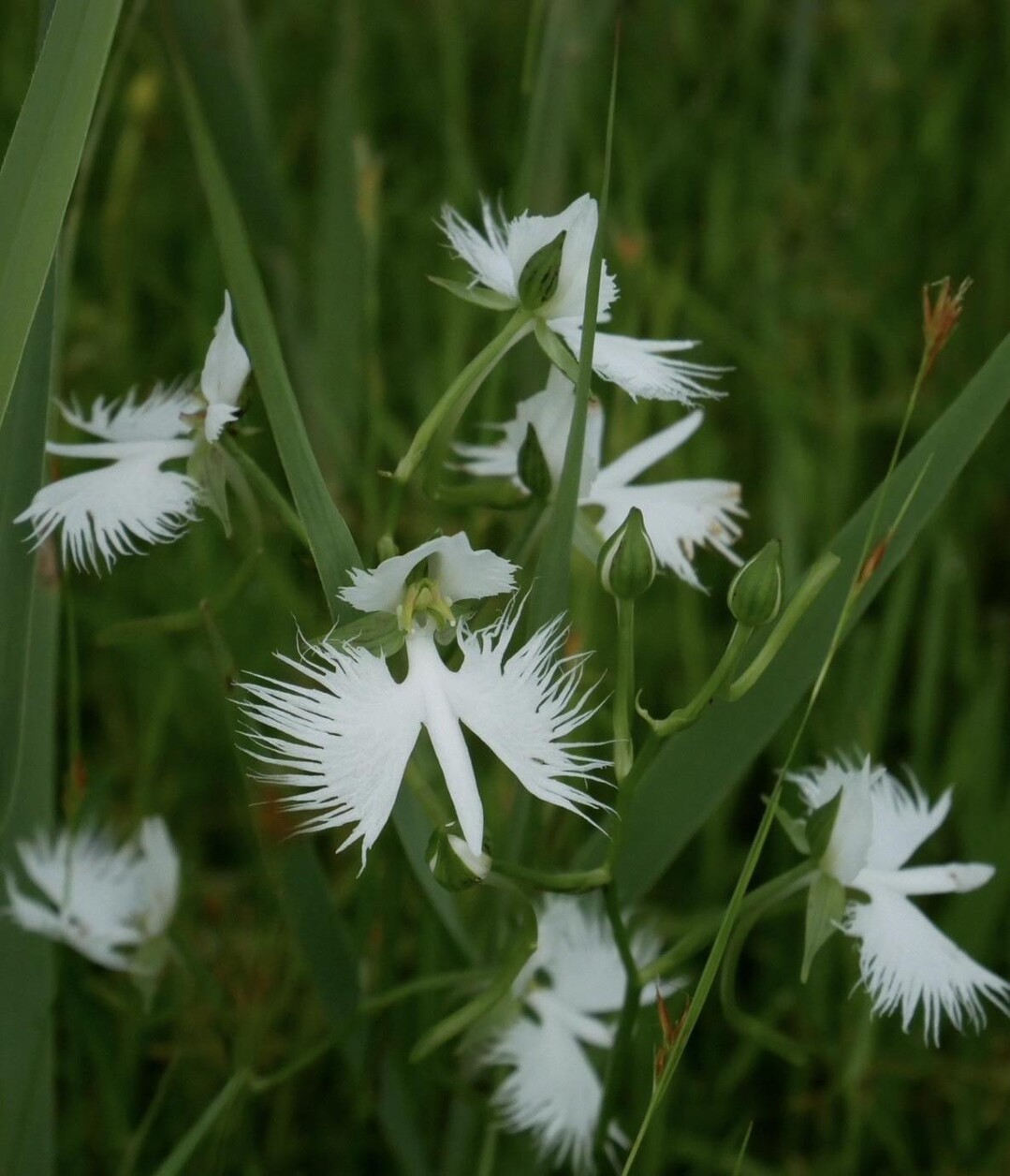 サギソウを愛でて温泉に♨️ / rinさんの国見山の活動データ | YAMAP / ヤマップ