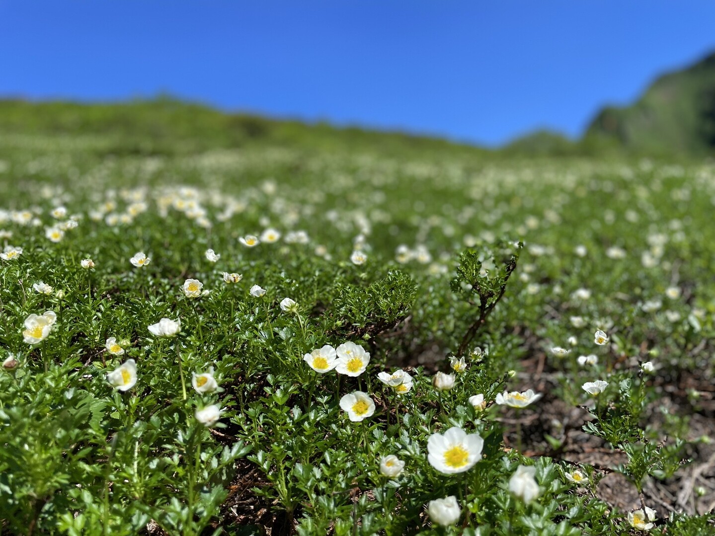 男岳・男女岳・横岳 / ya_ma_holicさんの秋田駒ヶ岳・男女岳・貝吹岳の活動データ | YAMAP / ヤマップ
