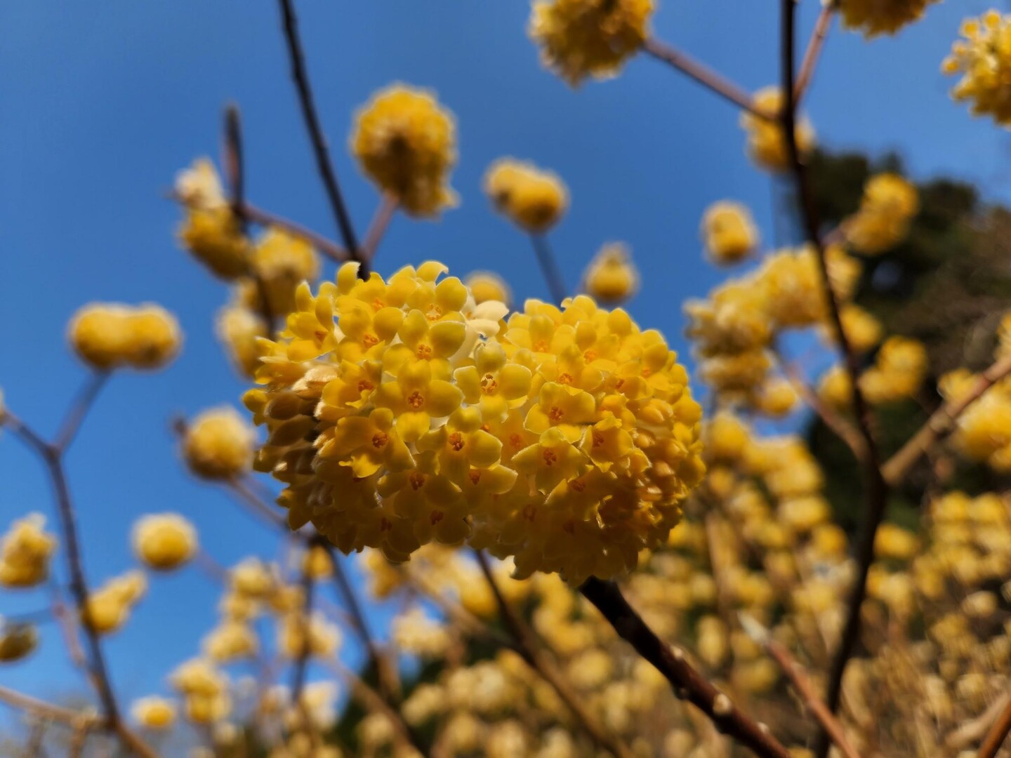 ついでのついで😅三辻山⛰️ / Jun( ⁎ᵕᴗᵕ⁎ ) ︎さんの雪彦山の活動データ | YAMAP / ヤマップ