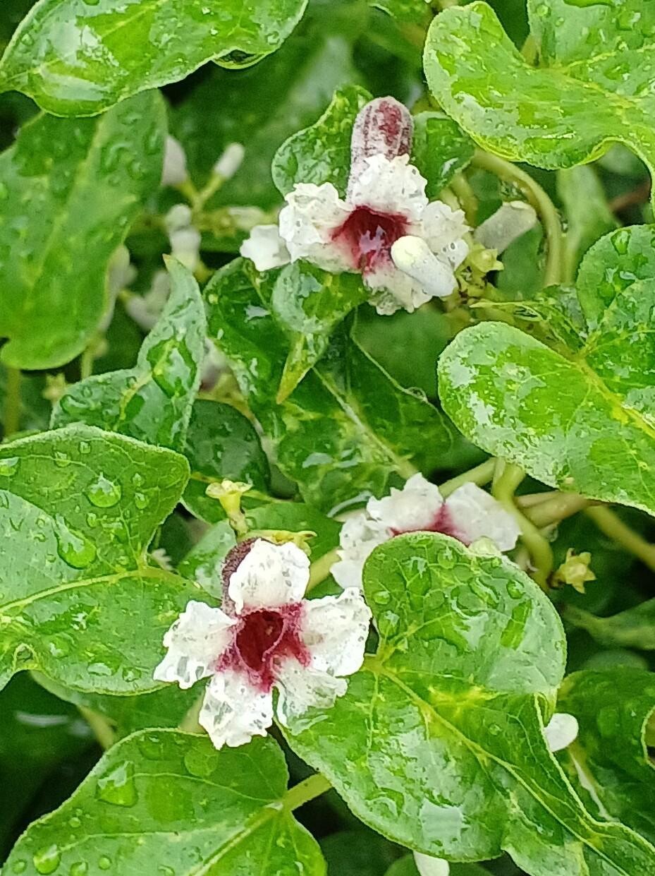 『世の中に〝雑草〟という草は無い。どんな... / hiroさんのモーメント | YAMAP / ヤマップ