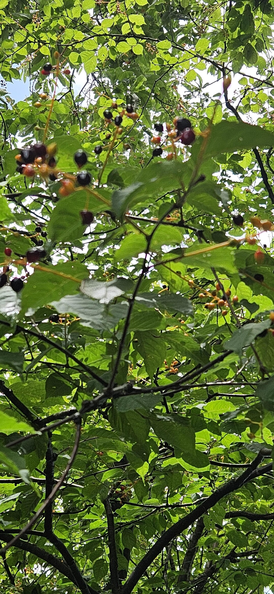 猿毛岳 70 / 一路さんの猿毛岳の活動データ | YAMAP / ヤマップ