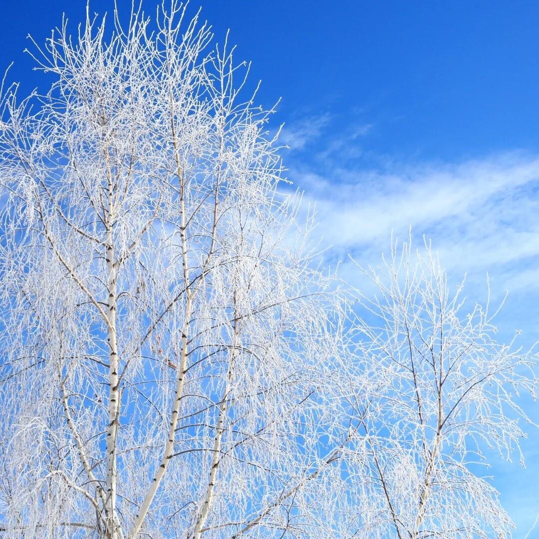 冬になりウオーキングや雪かき以外は写真撮... / かずたOKTさんのモーメント | YAMAP / ヤマップ