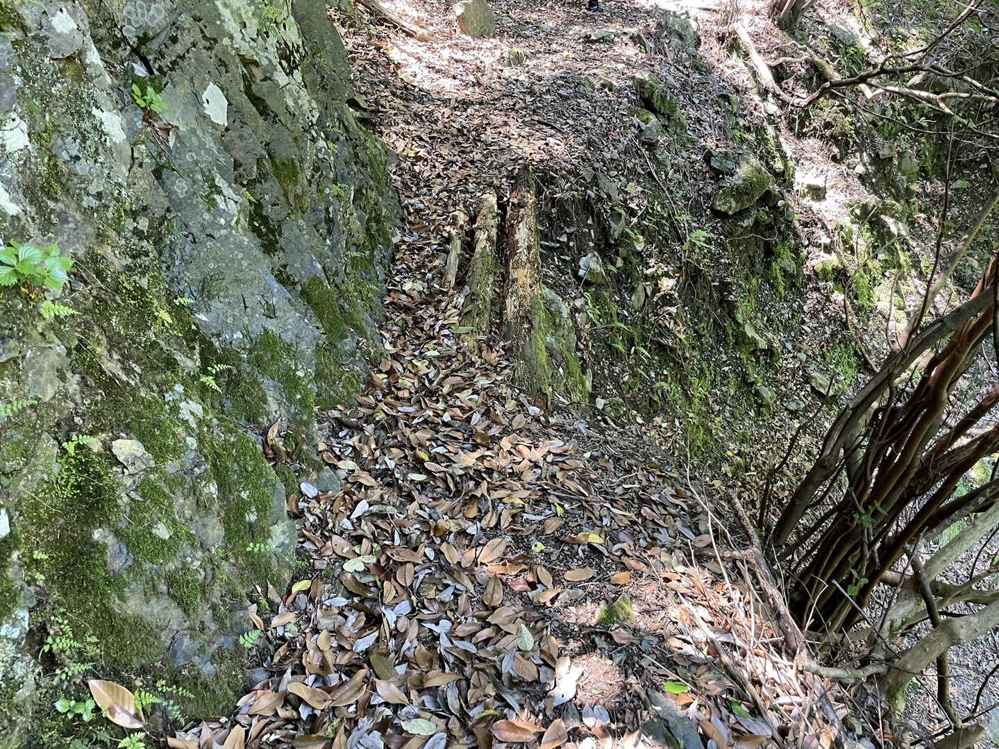 podoryさんの投稿したフィールドメモ | YAMAP / ヤマップ