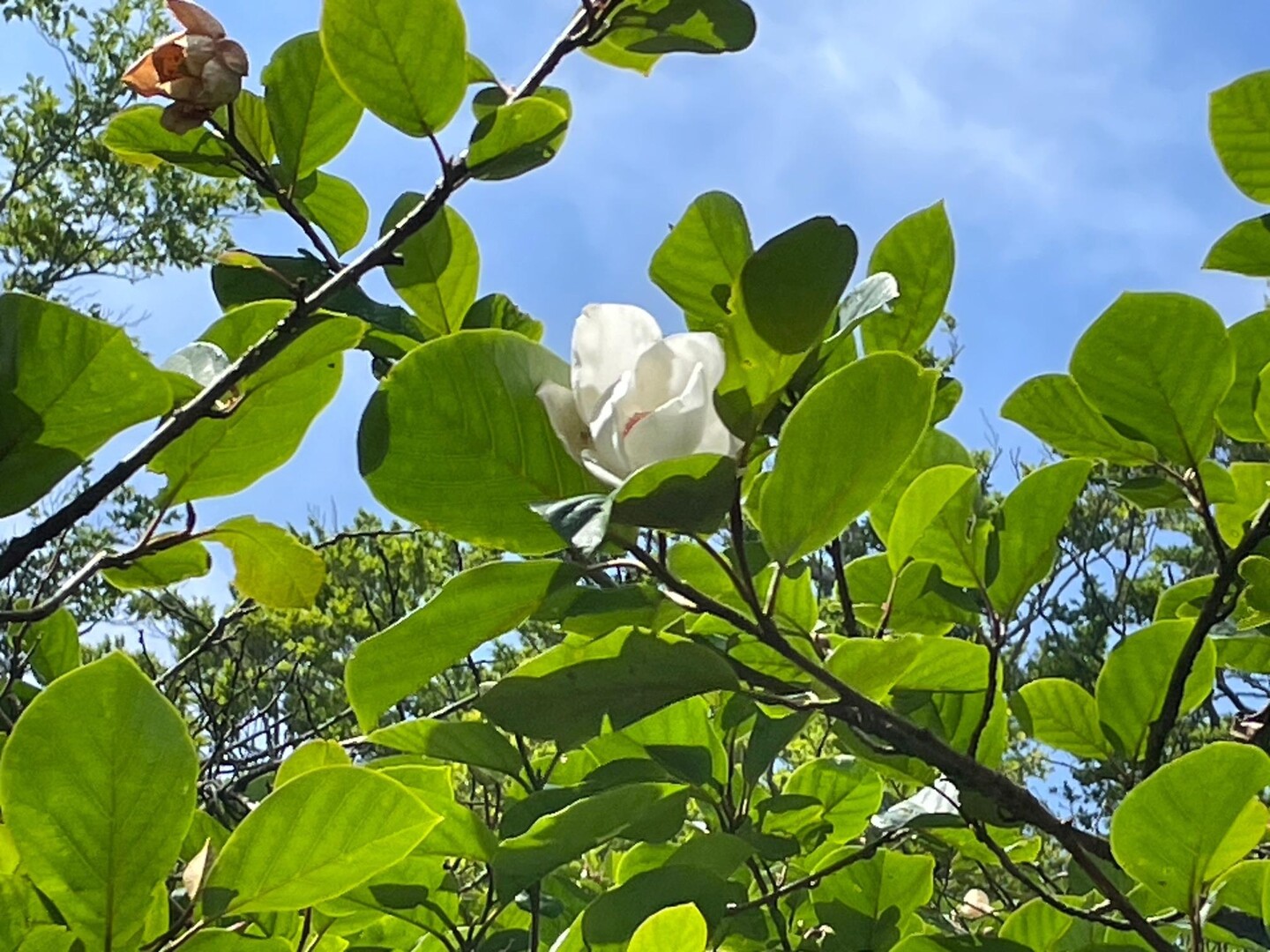 小川岳・向坂山 ︎オオヤマレンゲに会いたくて♬ / AnKemiさんの向坂山・三方山・天主山の活動データ | YAMAP / ヤマップ