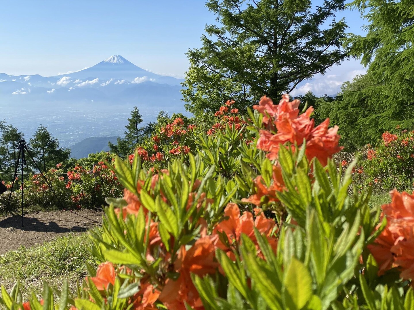 ツツジ🌺満開！甘利山・千頭星山(山梨百名山33,34座目) / Sam55さんの鳳凰山・地蔵岳・観音岳・薬師岳の活動データ | YAMAP / ヤマップ