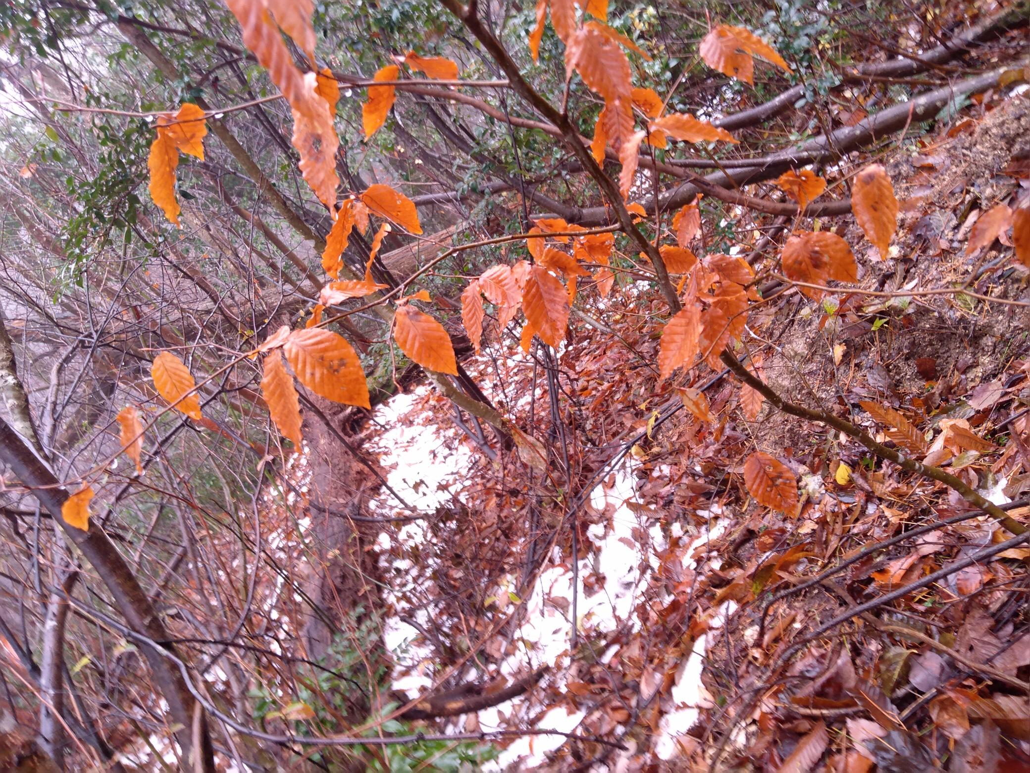 鬼ヶ岳 231202 / UmK うめさんの文殊山の活動データ | YAMAP / ヤマップ