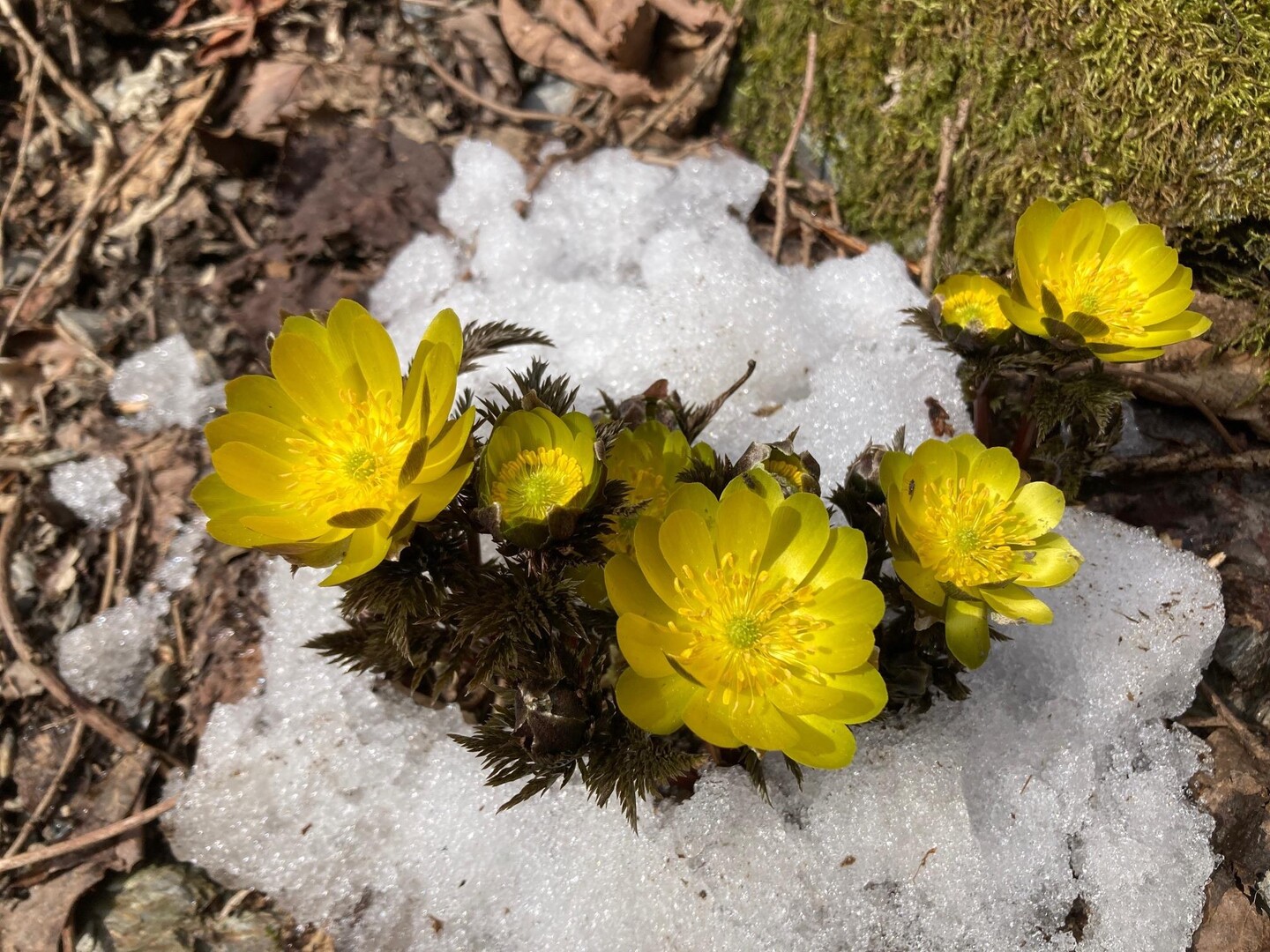 2023年3月の山歩き&読書 誠に勝手... / ポコニャンさんのモーメント | YAMAP / ヤマップ