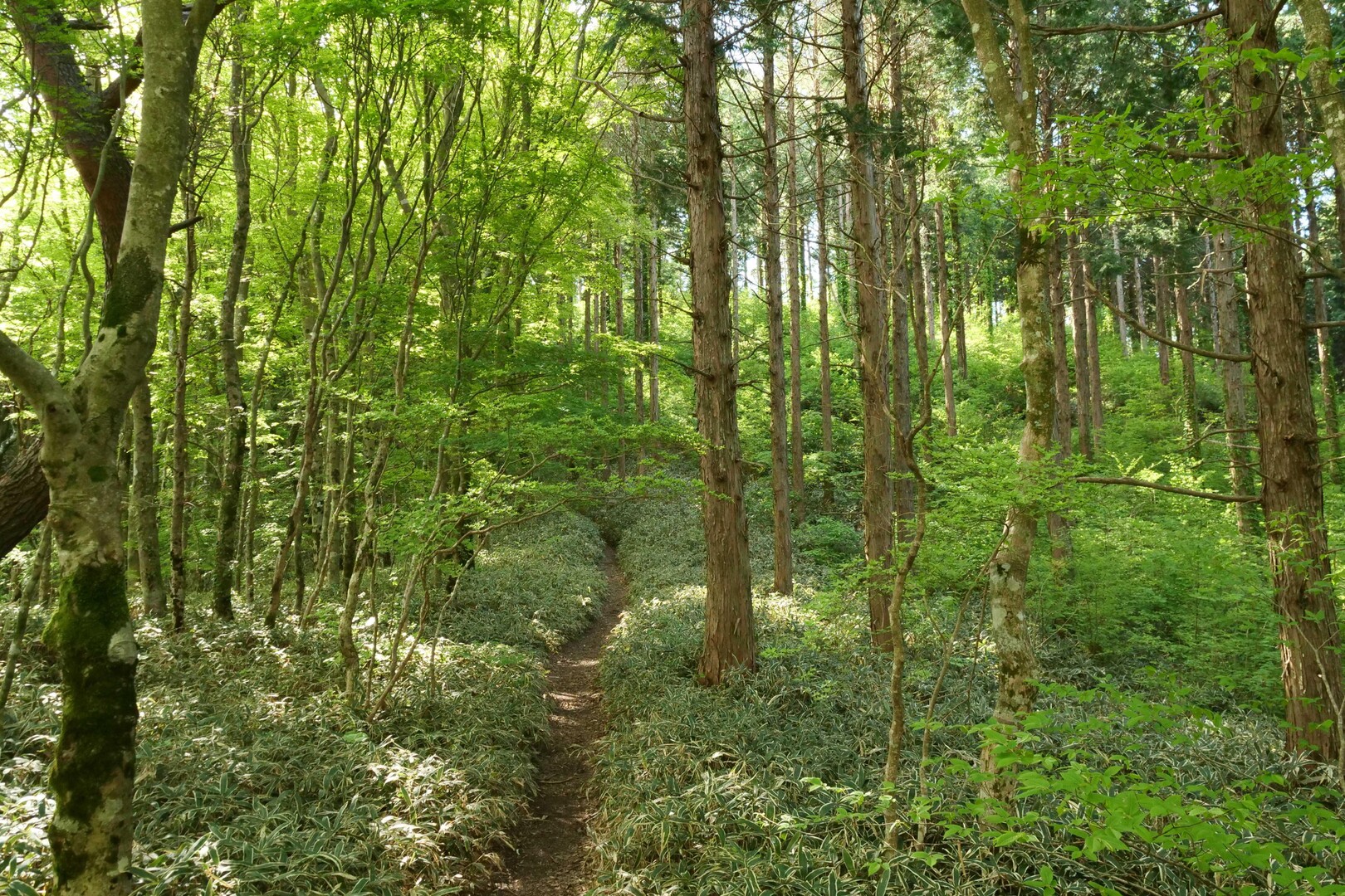 森林浴に心安らぐ！ 東温アルプスWEST / う～さんの皿ヶ嶺・梅ヶ谷山・うなめごの活動データ | YAMAP / ヤマップ