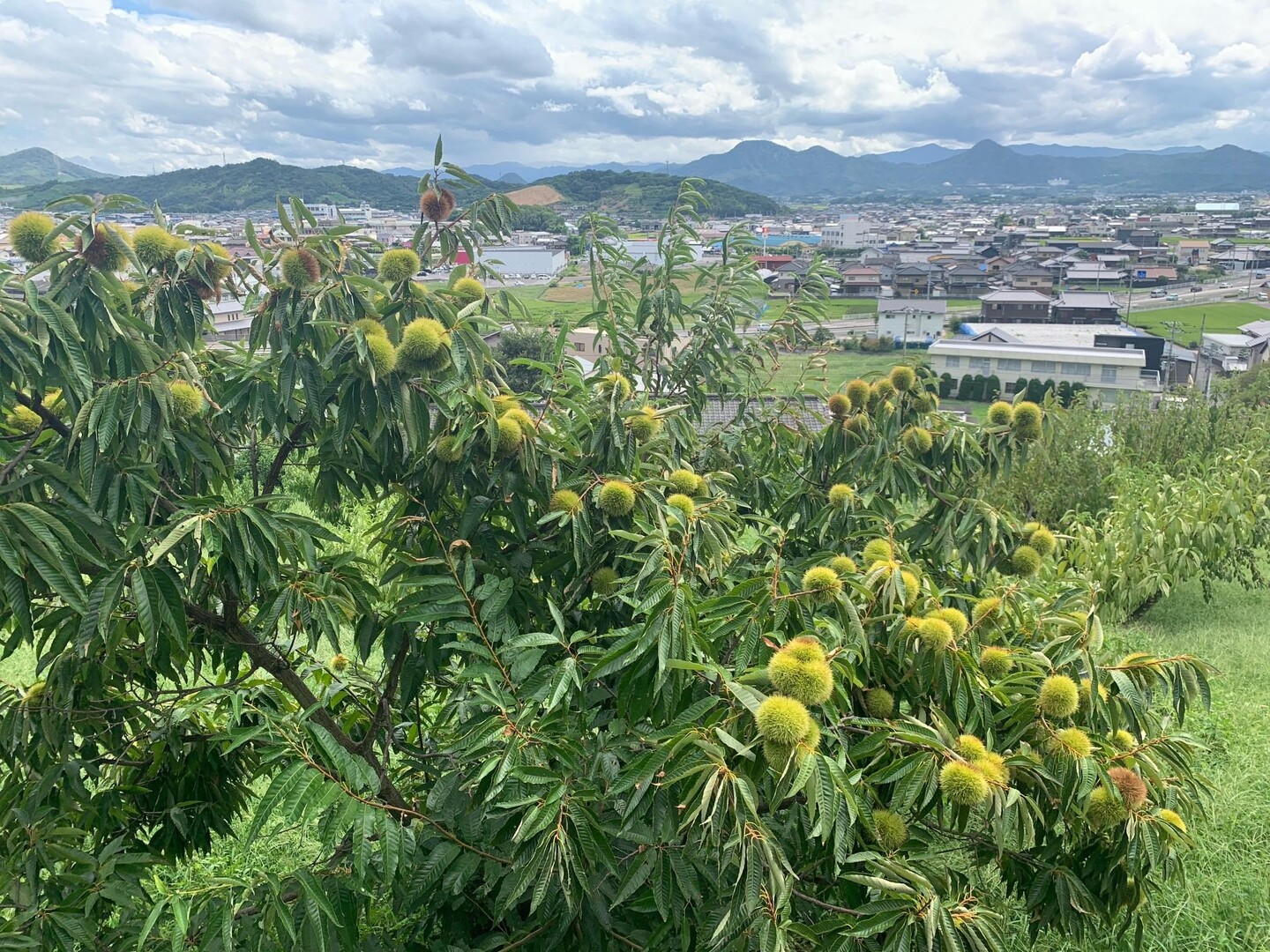 飯野山（讃岐富士）-2024-09-14 / まっちゃん1113さんの飯野山（讃岐富士）の活動日記 | YAMAP / ヤマップ