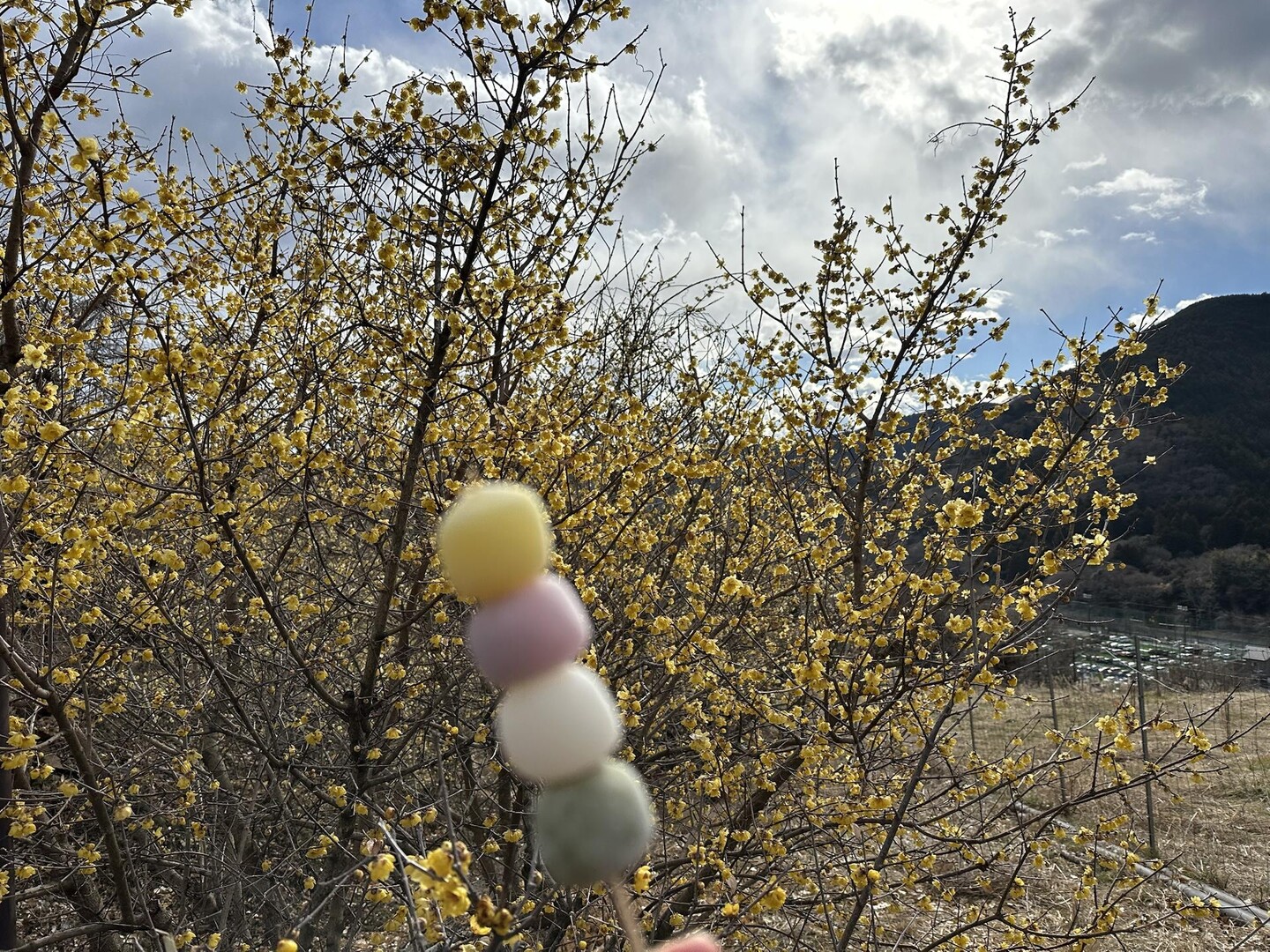 高松山・シダンゴ山を経由してろう梅祭りへ / sakuramtさんの高松山・大野山の活動データ | YAMAP / ヤマップ